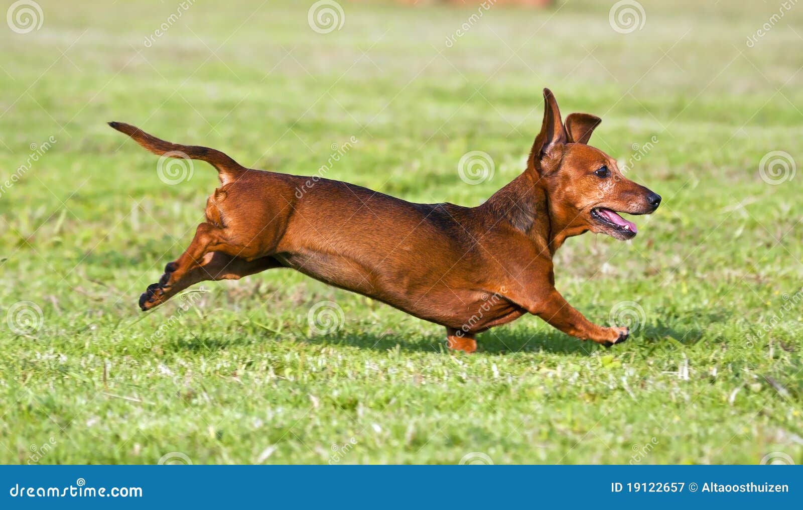 Dachshund Running on Green Grass Stock Image - Image of outside ...
