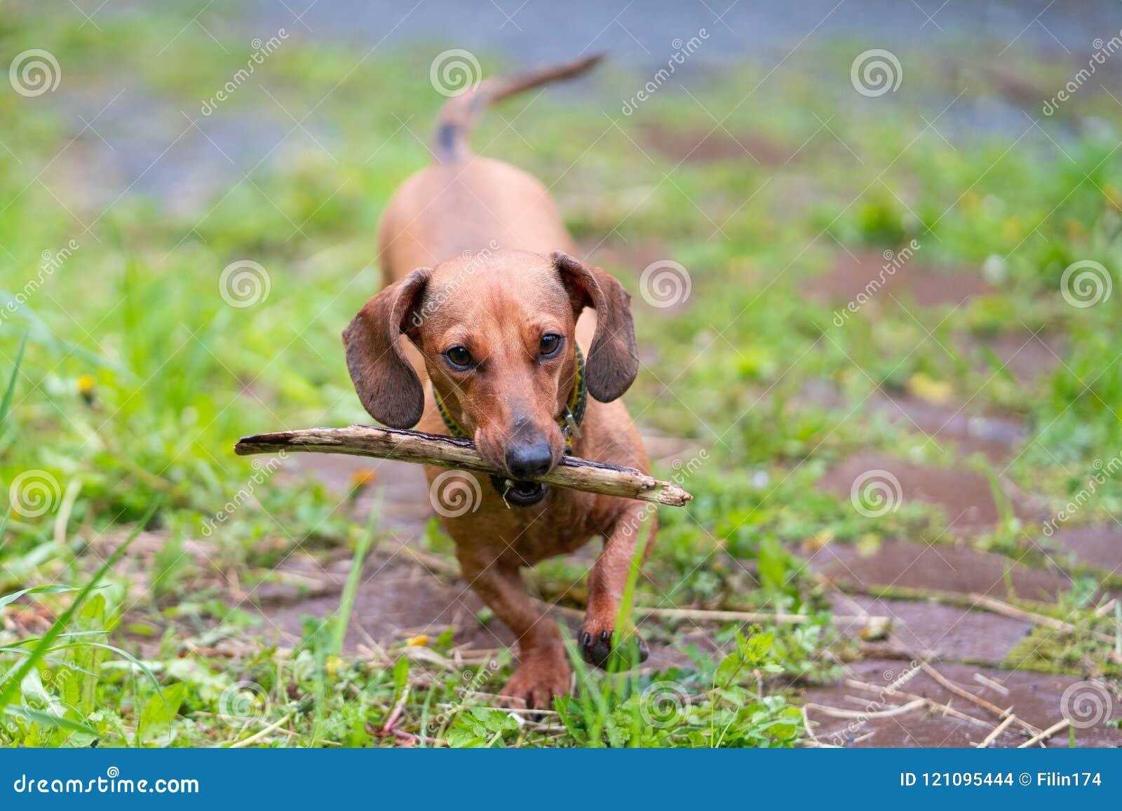 Dachshund is Running in the Park with Toy Stock Photo - Image of green ...