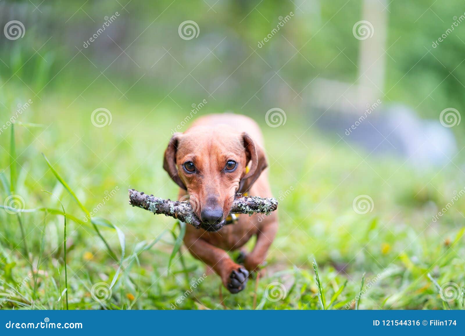 Dachshund is Running in the Park with Toy Stock Photo - Image of nature ...