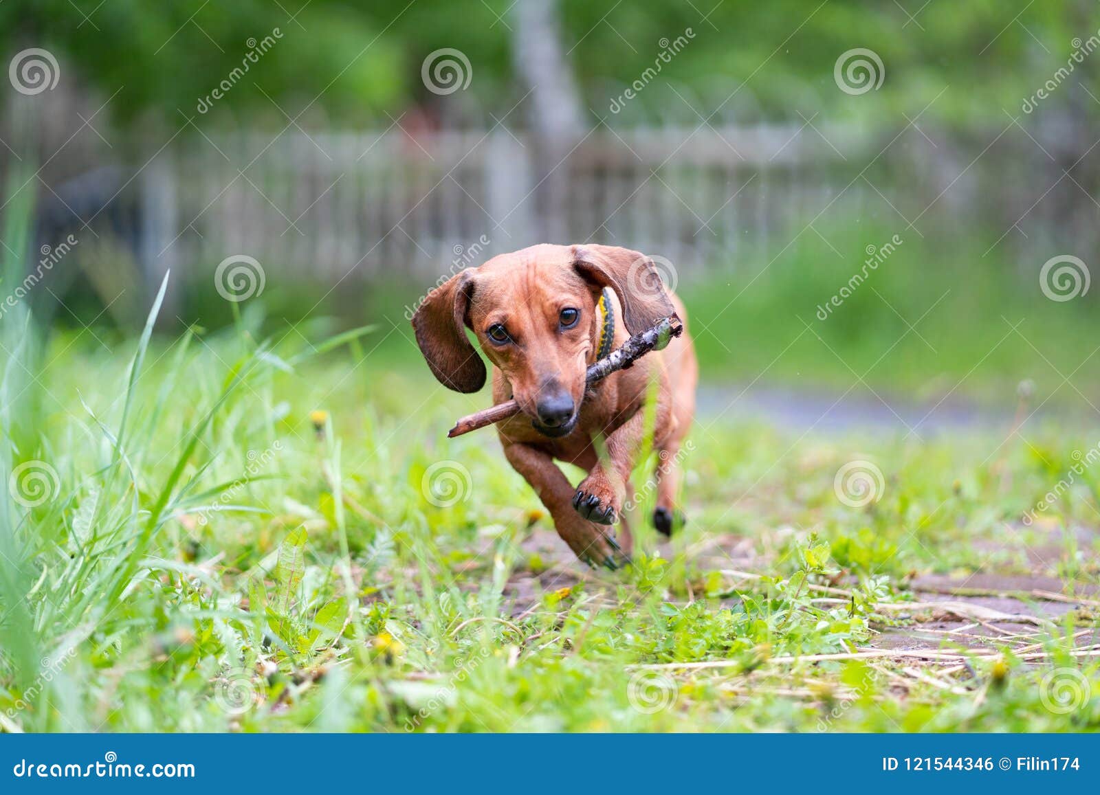 Dachshund is Running in the Park with Toy Stock Photo - Image of ...