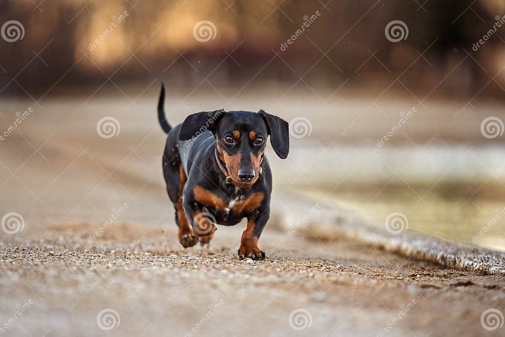 Dachshund running stock photo. Image of mammal, animal - 194768354