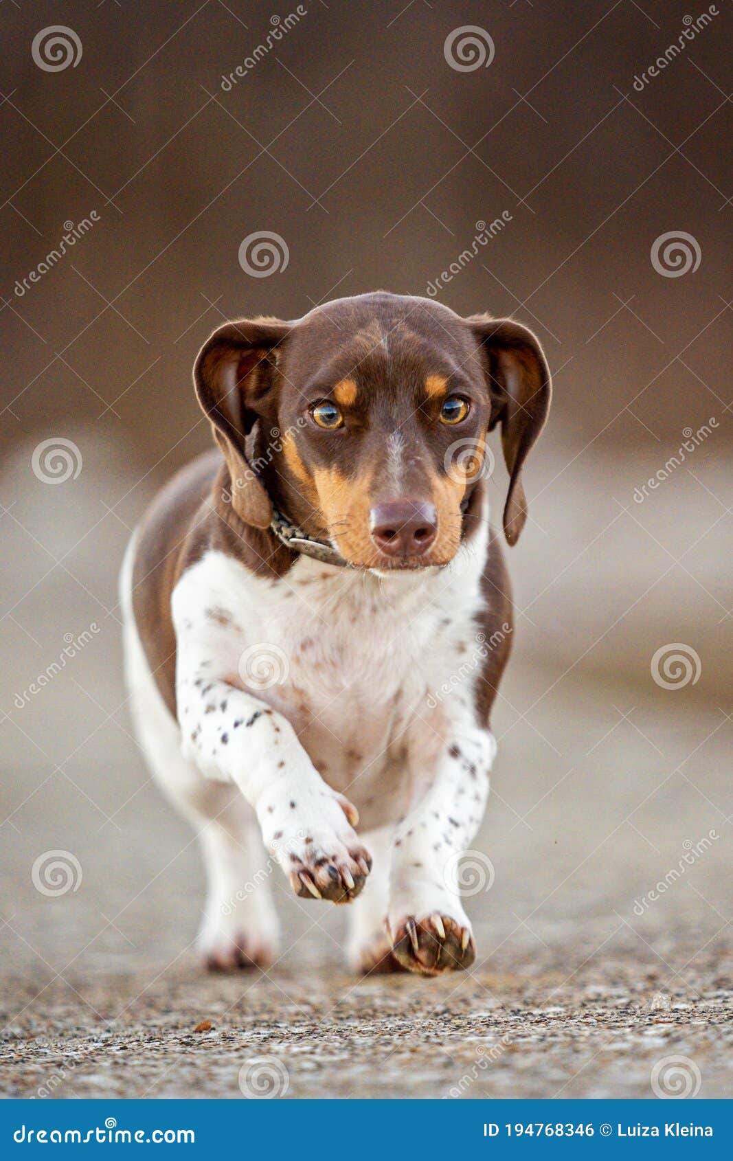 Dachshund running stock photo. Image of little, black - 194768346