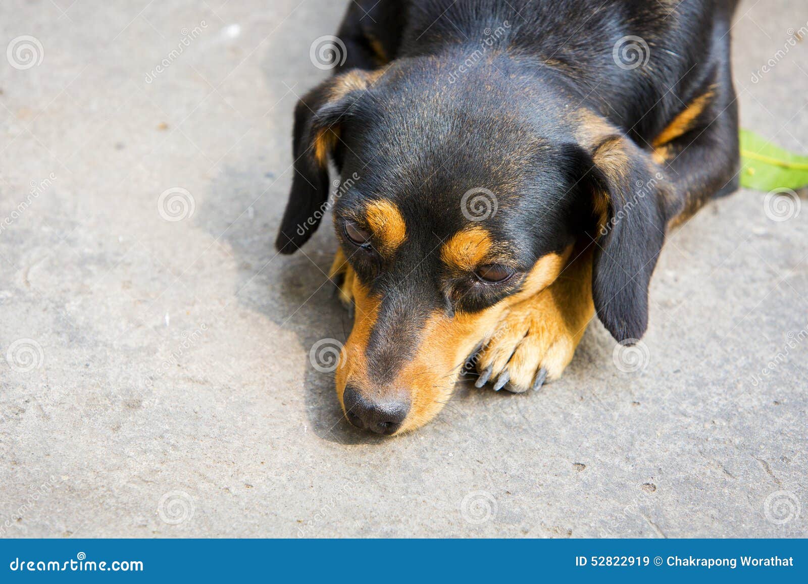 Dachshund Small Dog Resting. Stock Image - Image of alone, adorable ...