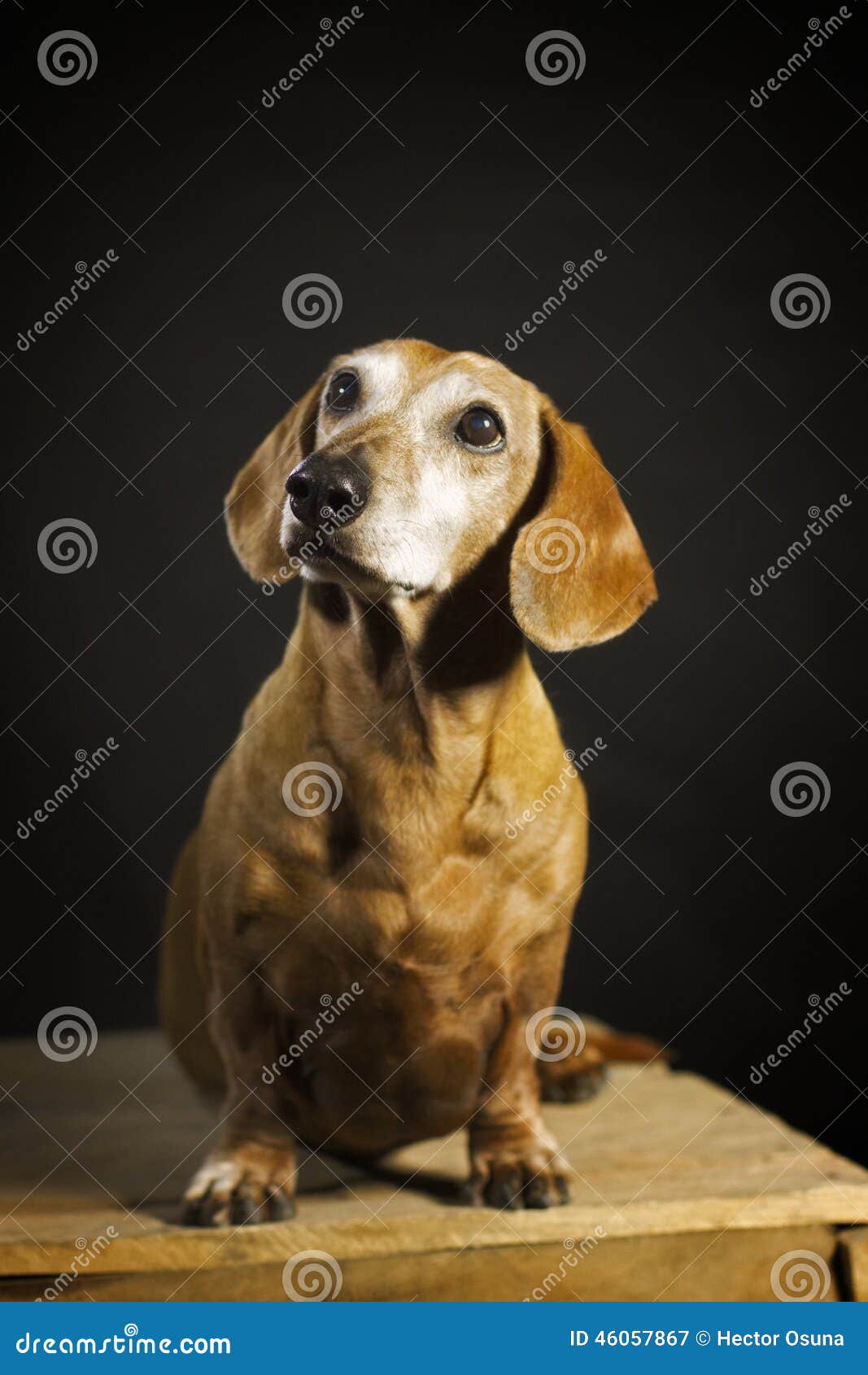 Dachshund stock image. Image of hound, dachshund, canine - 46057867