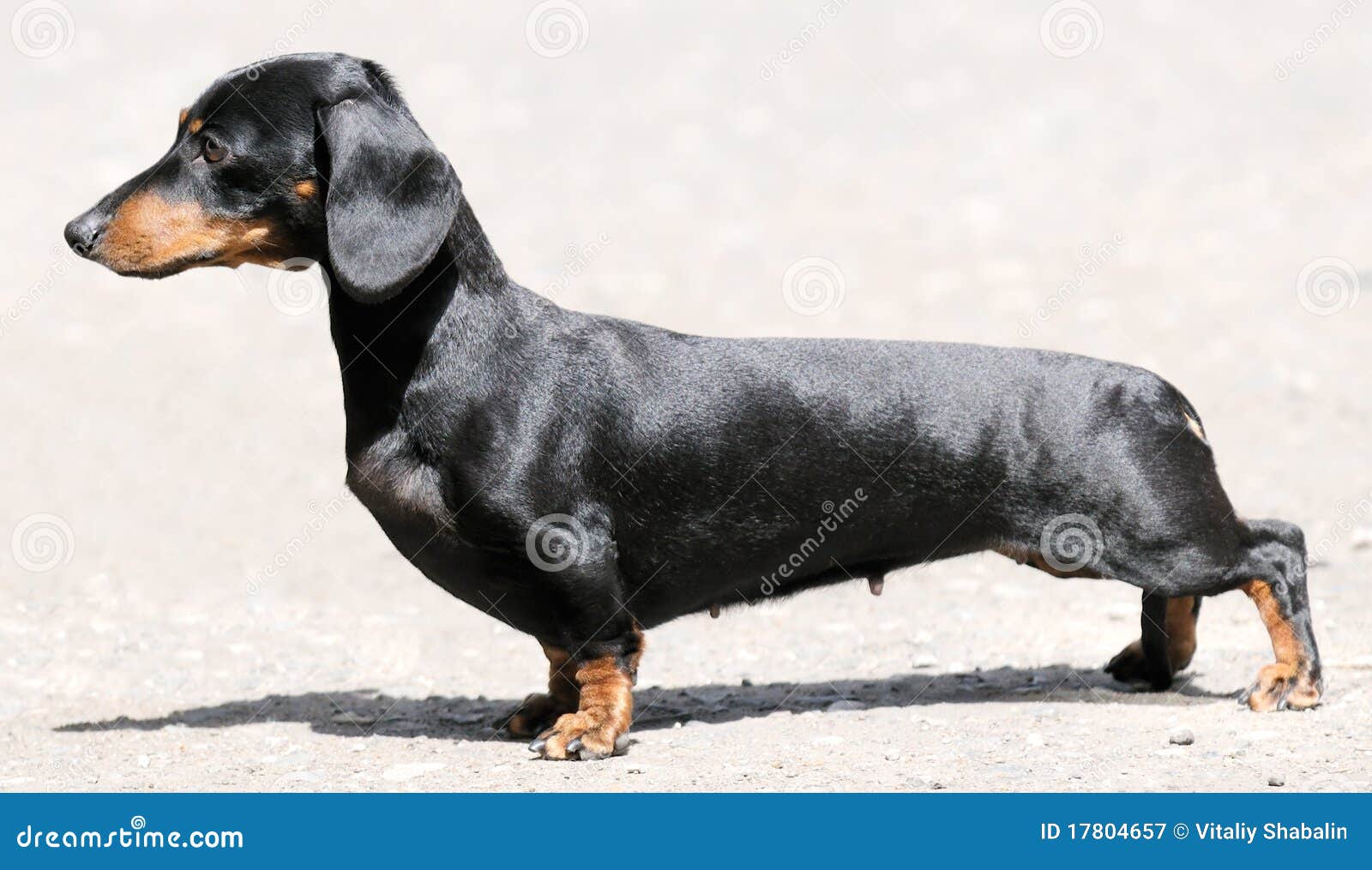Dachshund Standing Royalty Free Stock Photography - Image: 17804657 Dachshund Standing Royalty Free Stock Photography - Image: 17804657
