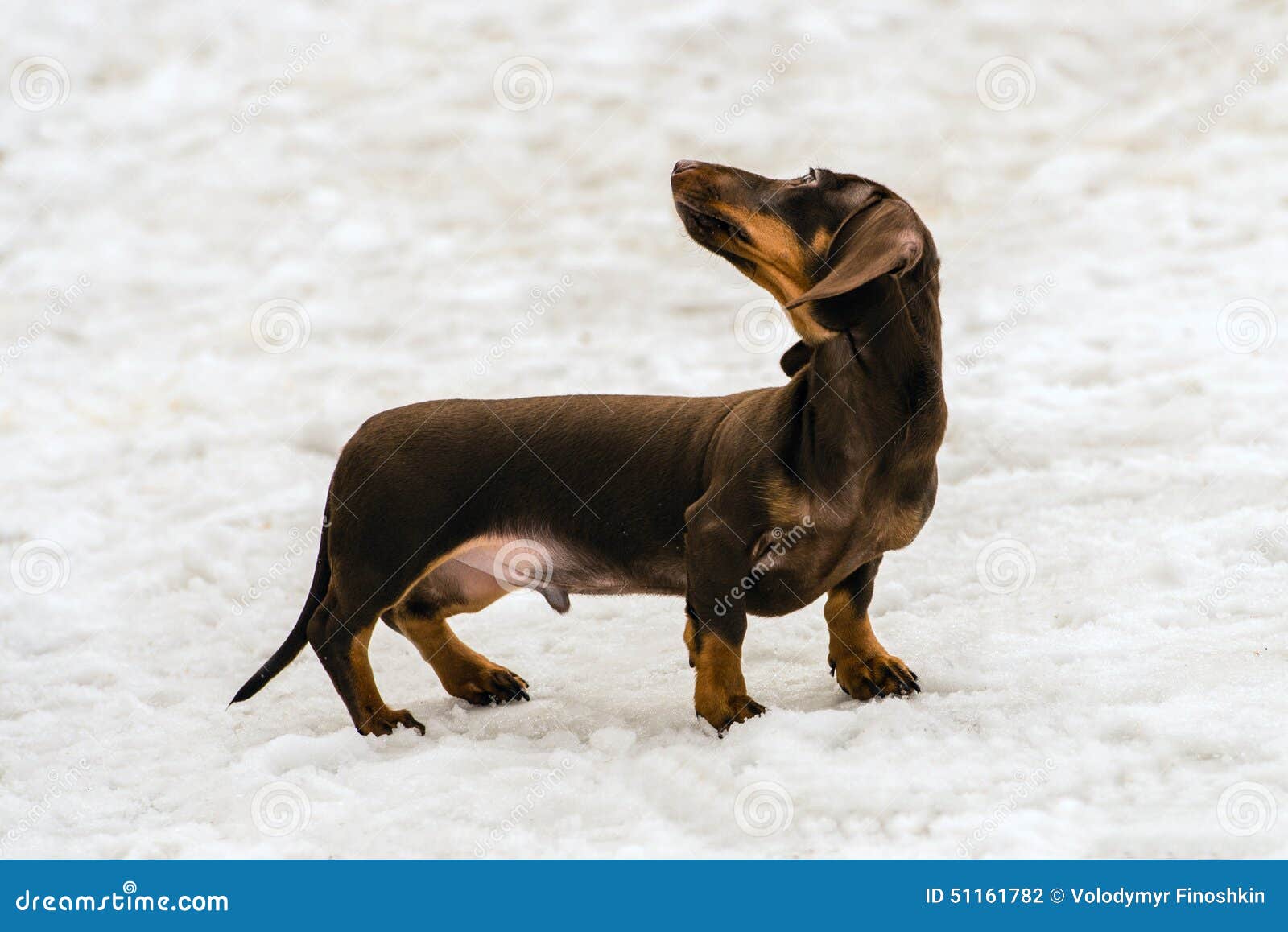 Dachshund Turns the Head Back. Stock Photo - Image of exhibition, head ...