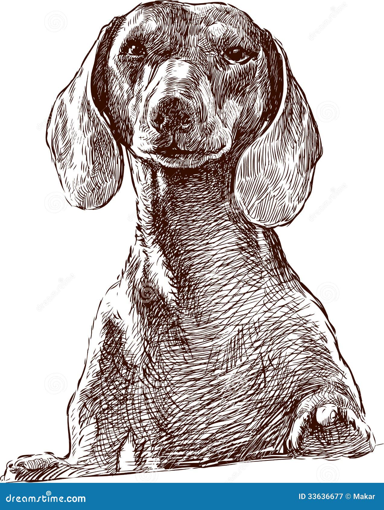 Dachshund stock vector. Illustration of snout, realistic - 33636677