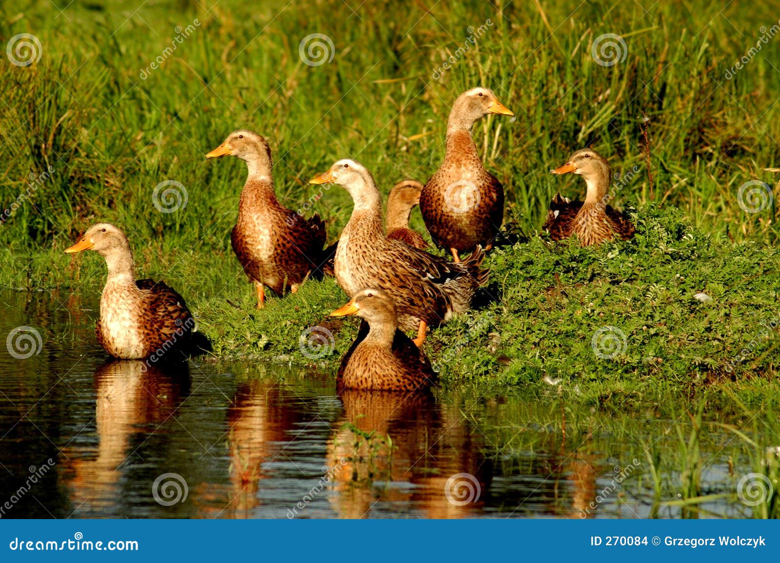 Dack stock photo. Image of birds, duck, group, grass, wild - 270084