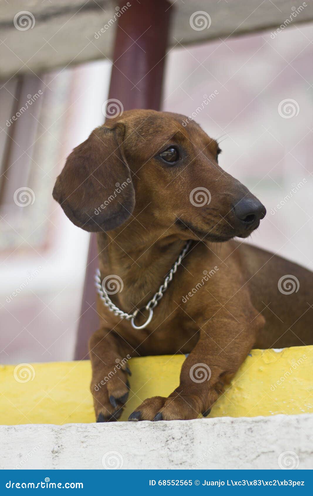 Dackel dog lying down stock image. Image of building - 68552565