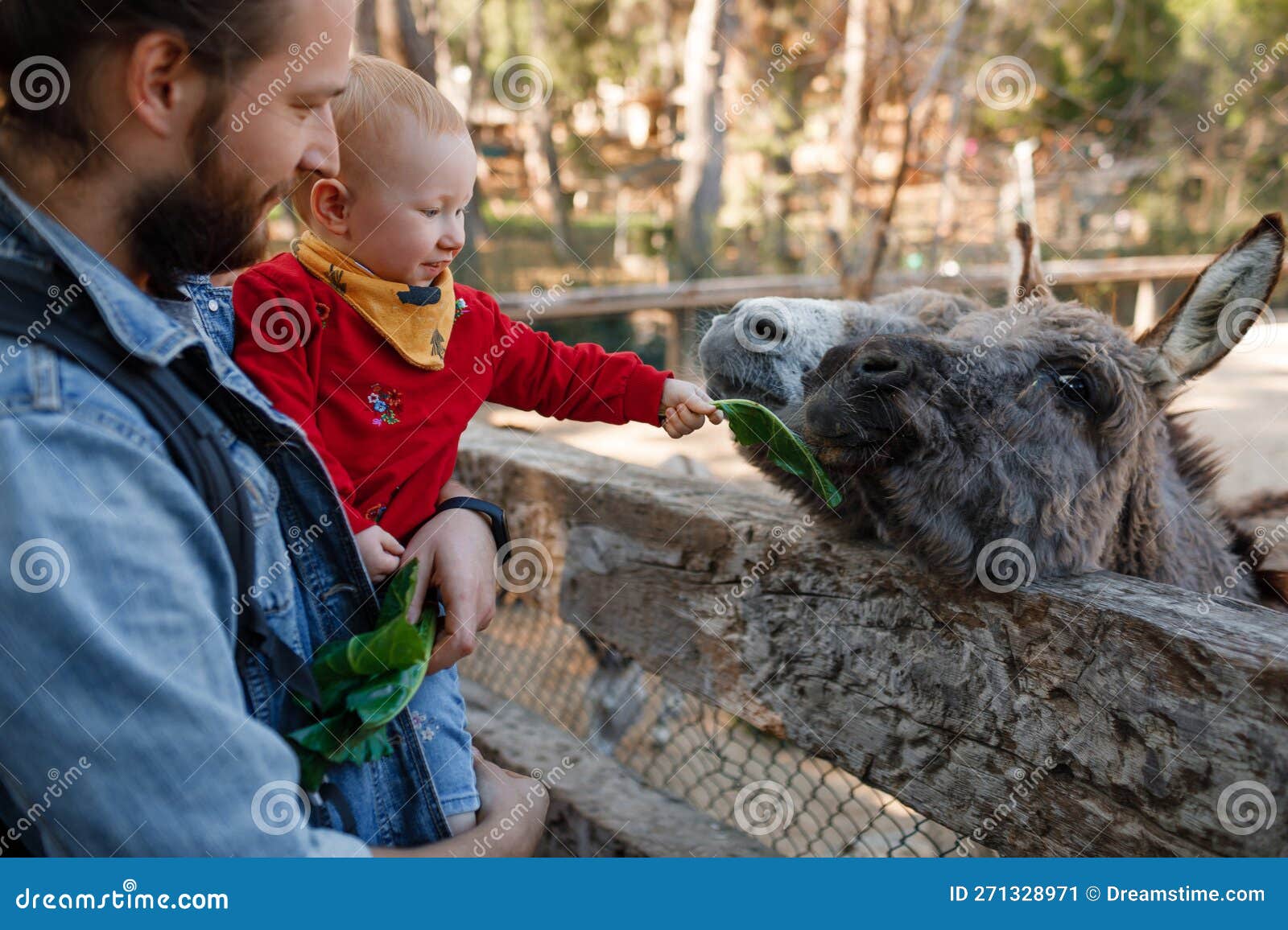 Dad and Child Interact with Donkeys at the Zoo. Stock Image - Image of ...