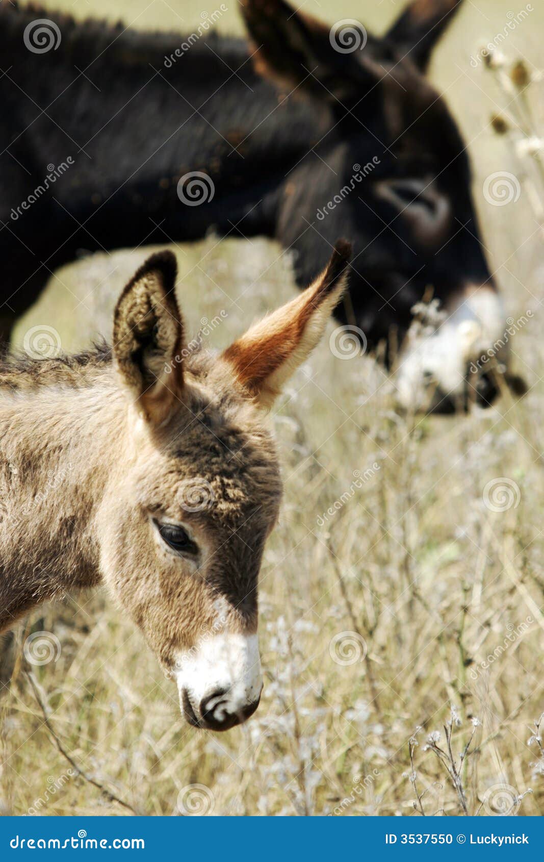 Dad and son stock photo. Image of brown, country, animal - 3537550