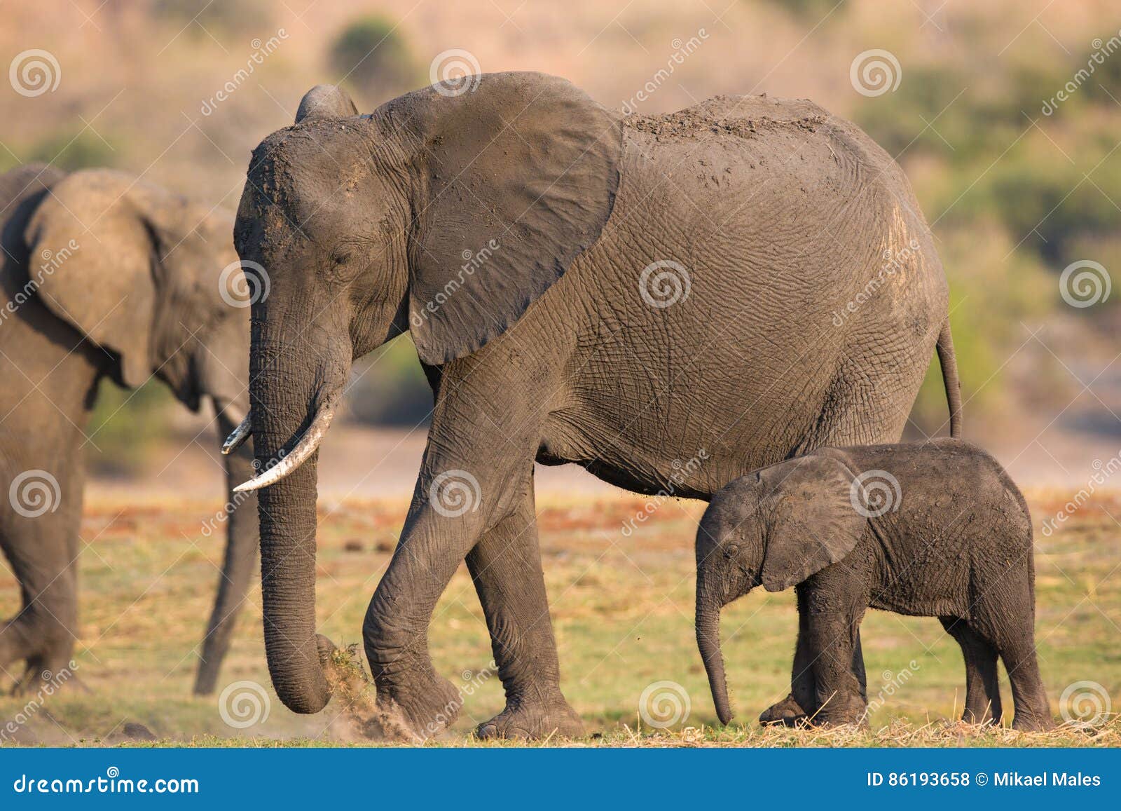 Dad and son stock photo. Image of ears, pachyderm, park - 86193658