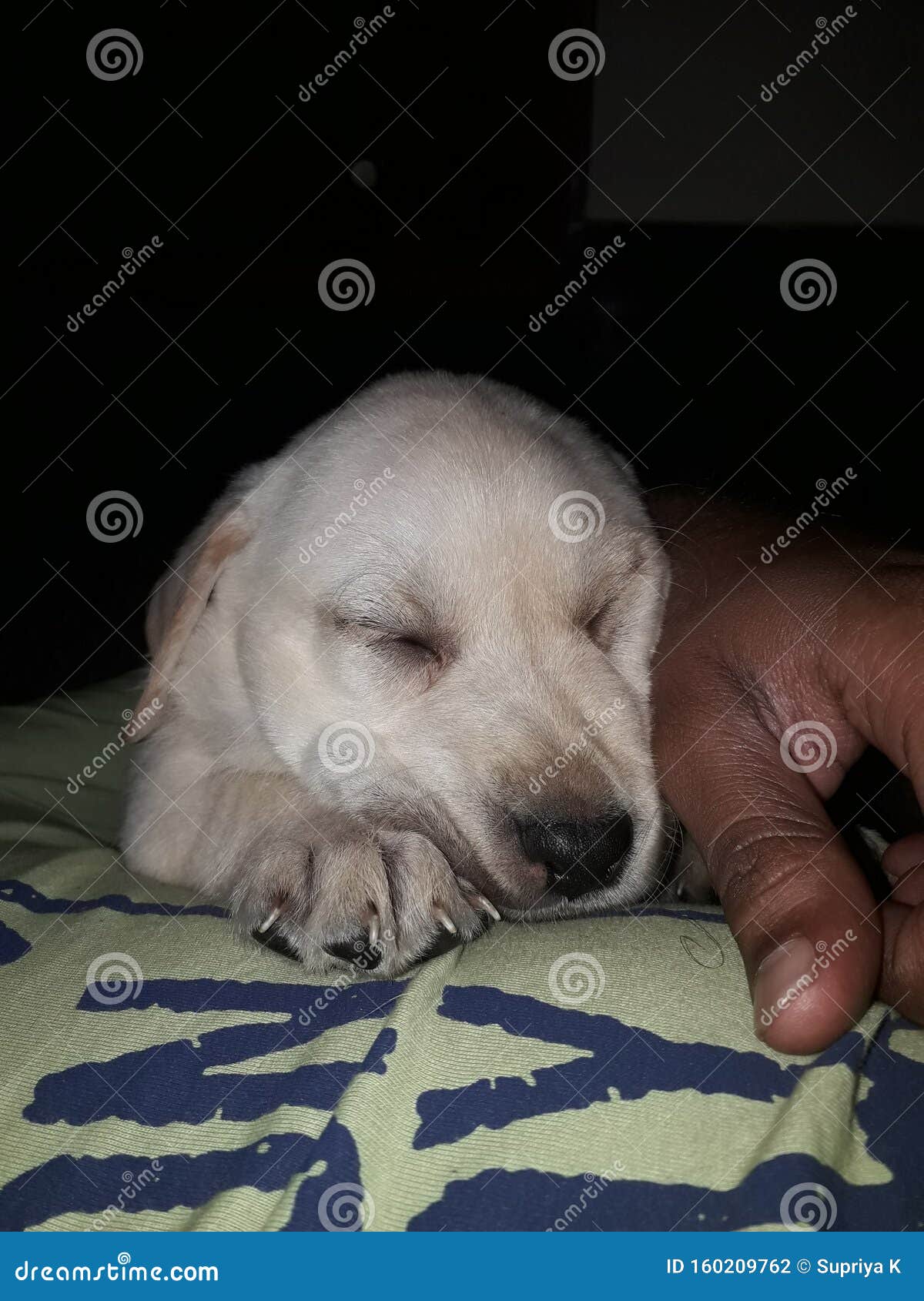 Little Cat Face And Eyes Contact Backgrounds Wallpaper Royalty-Free ...