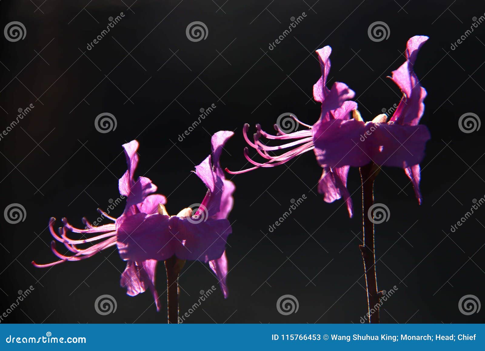 Dada fragrant flower stock image. Image of berry, asiansnn - 115766453