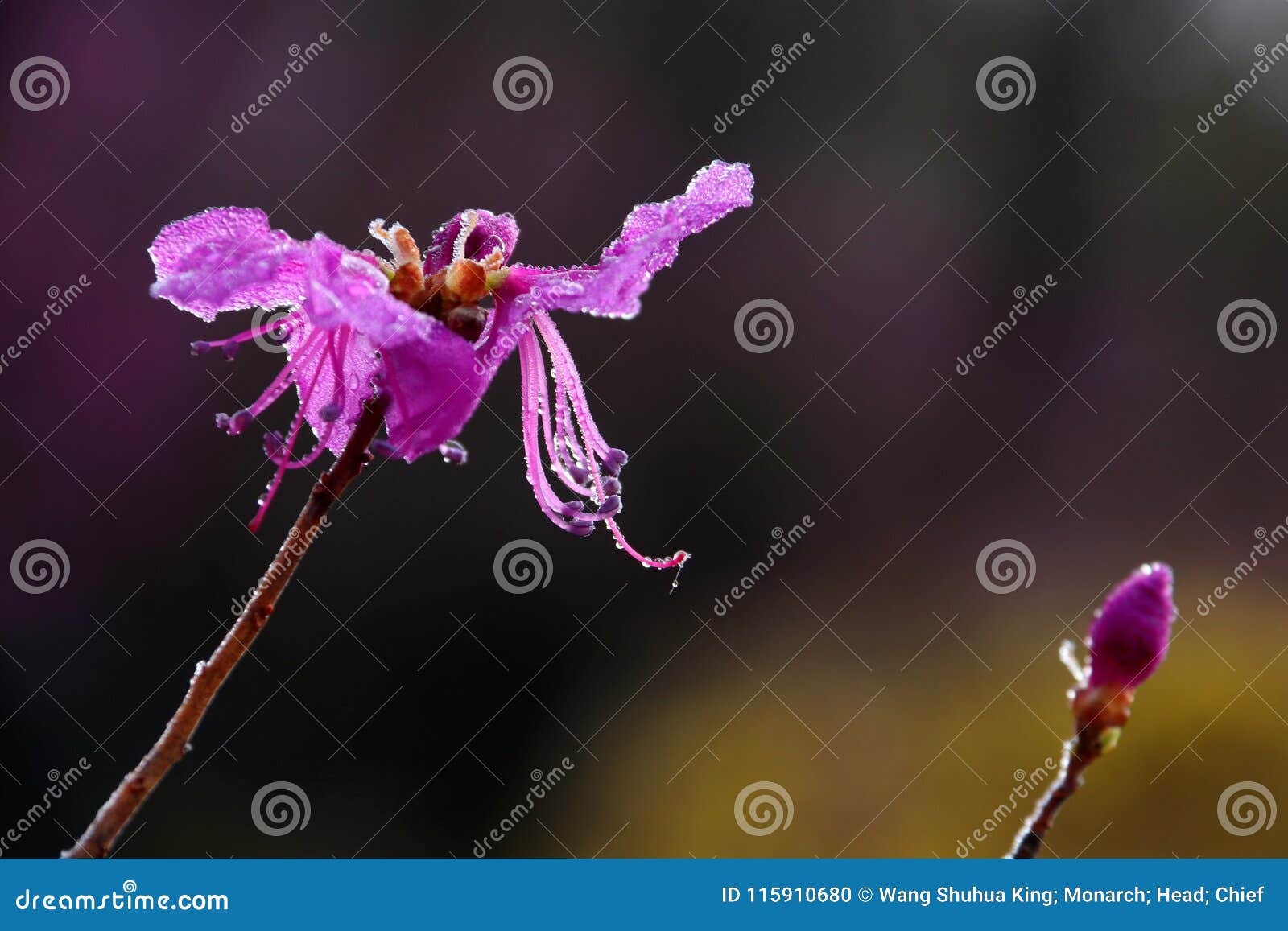 Dada fragrant flower stock photo. Image of carving, asian - 115910680