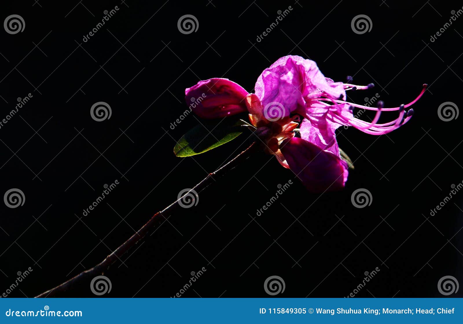 Dada fragrant flower stock image. Image of exercising - 115849305