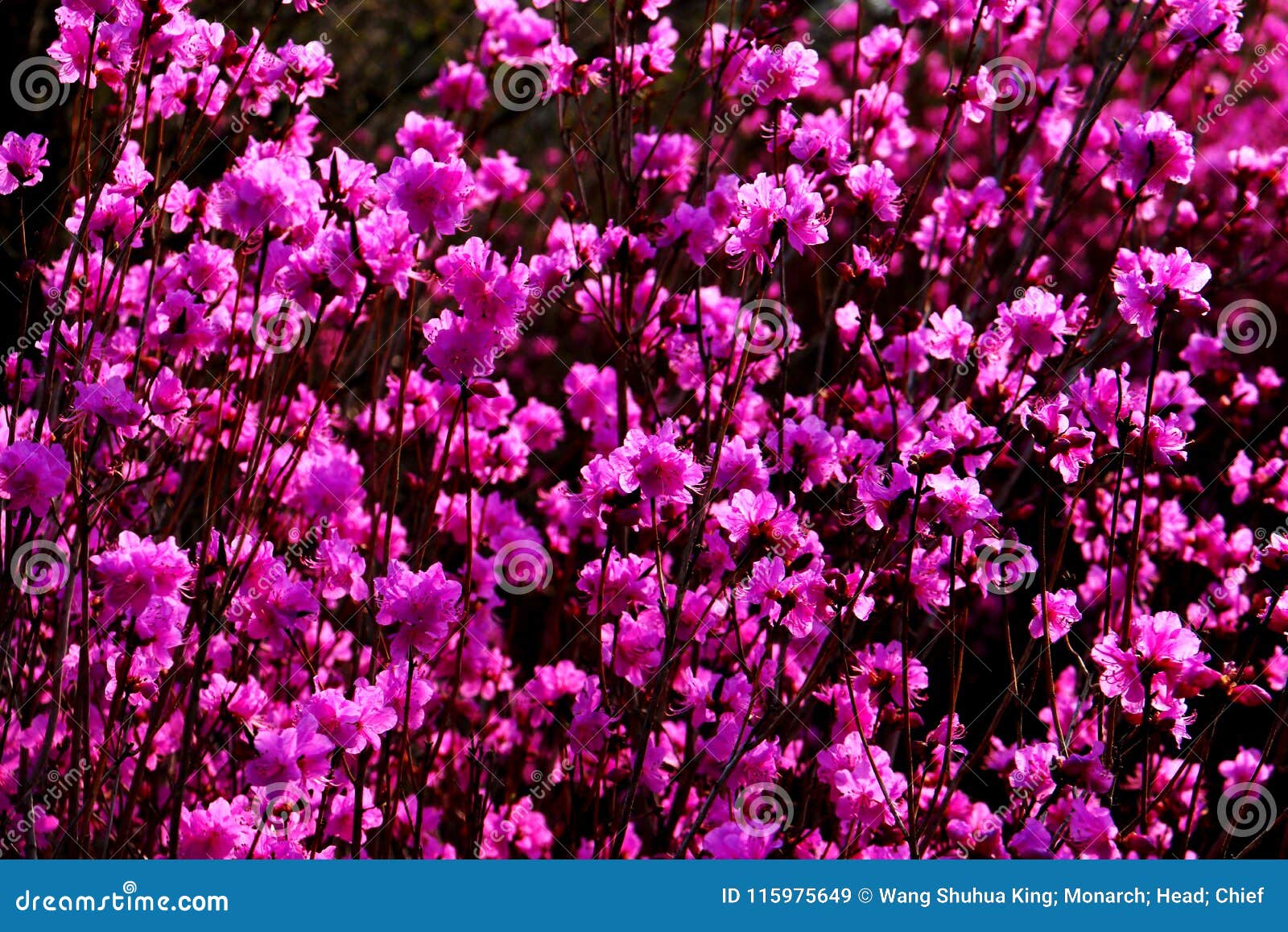 Dada fragrant flower stock image. Image of asia, cattle - 115975649