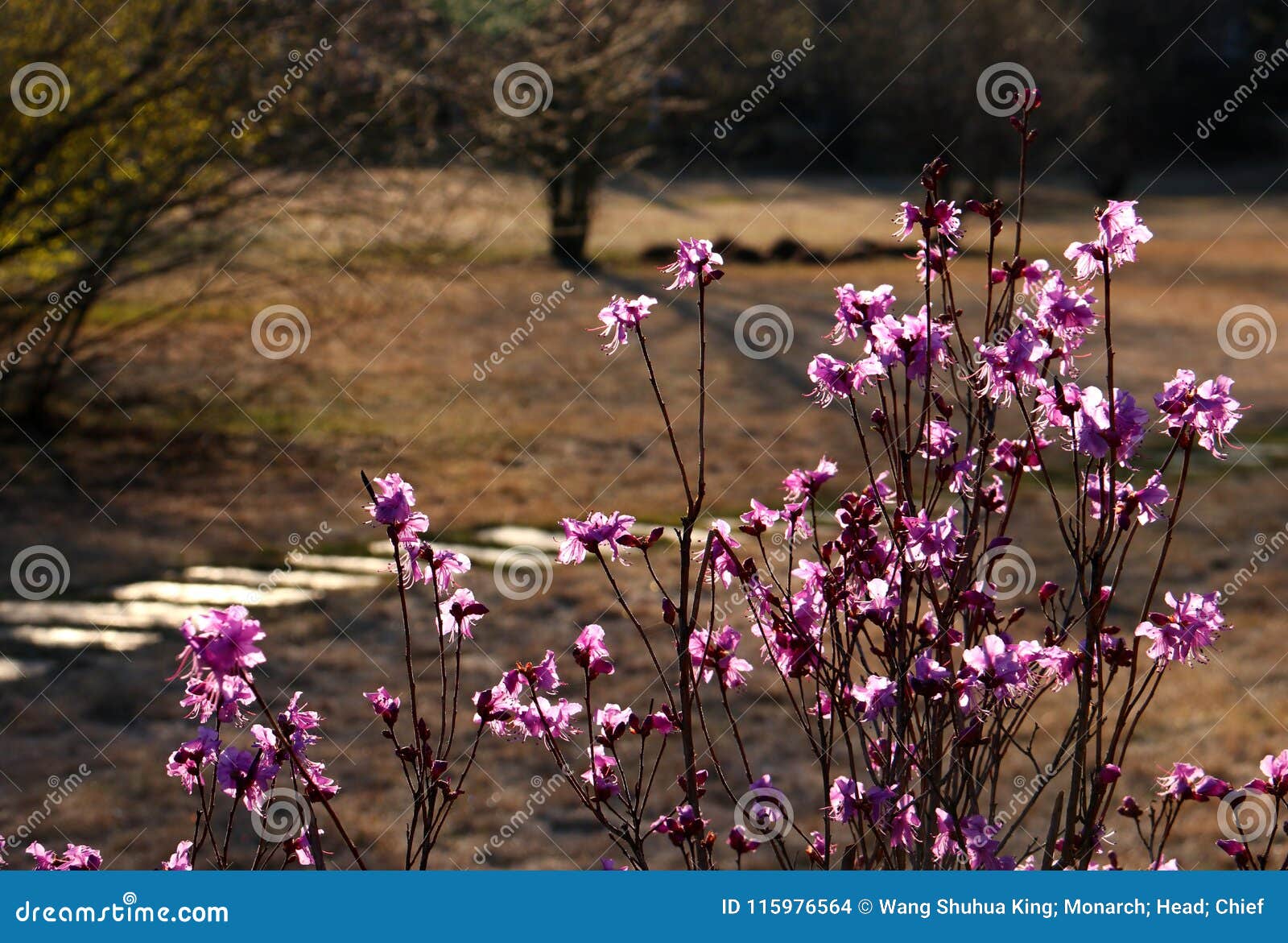 Dada fragrant flower stock photo. Image of berry, carving - 115976564