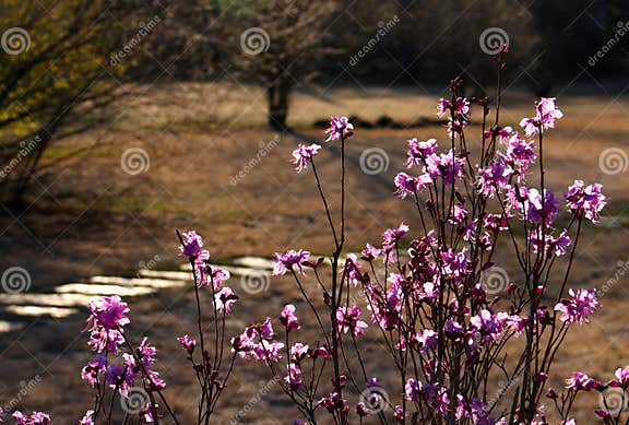 Dada fragrant flower stock photo. Image of berry, carving - 115976564