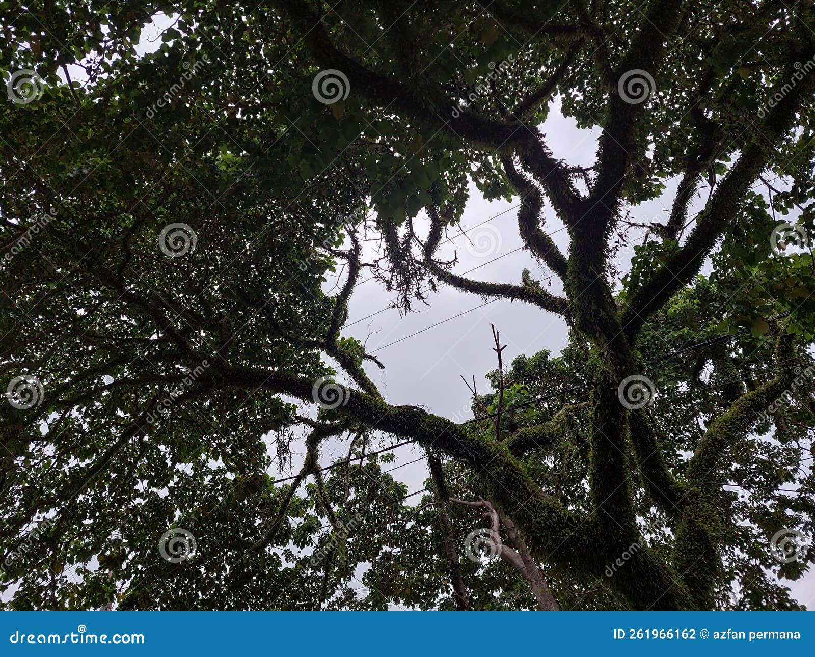 Dadap Tree with Branches that are Overgrown with Leaves Stock Photo ...