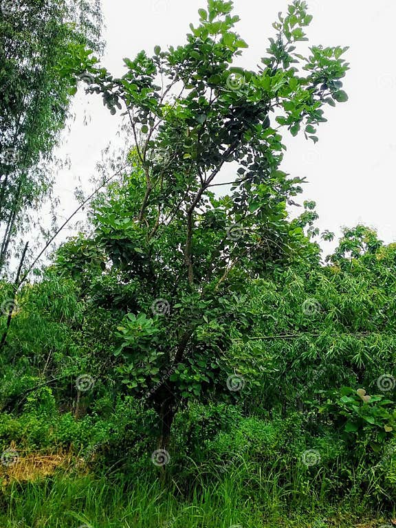 The Dadap Tree Grows Abundantly among the Surrounding Trees Stock Photo ...