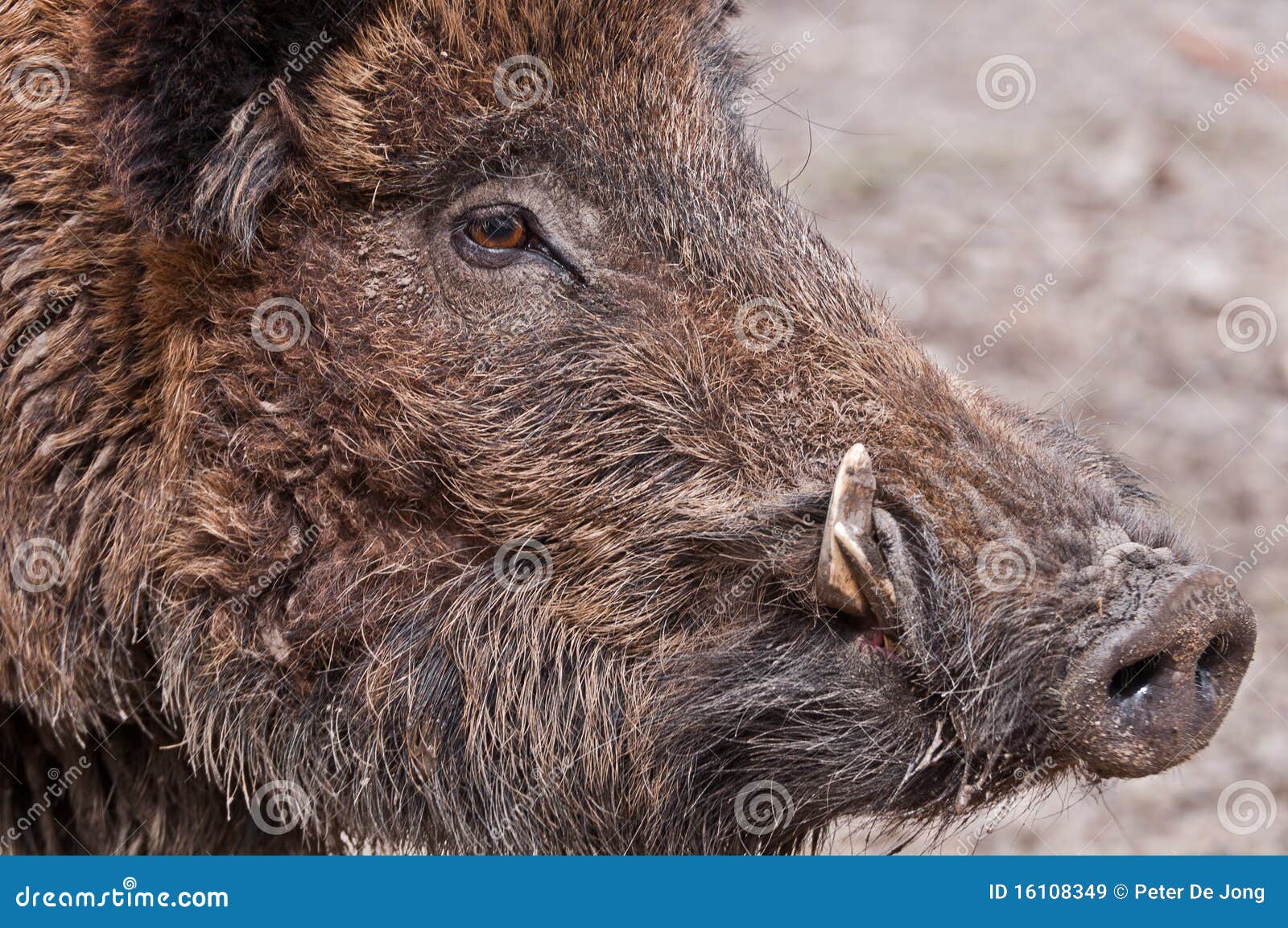 Scary Wild Boar Stock Photos - Free & Royalty-Free Stock Photos from ...