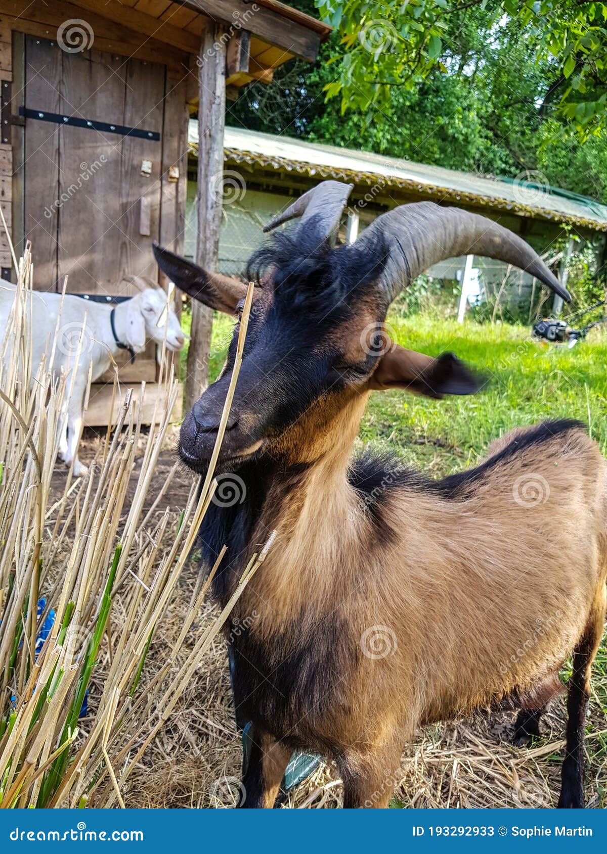 Daddy goat and friend stock image. Image of cattle, daddy - 193292933