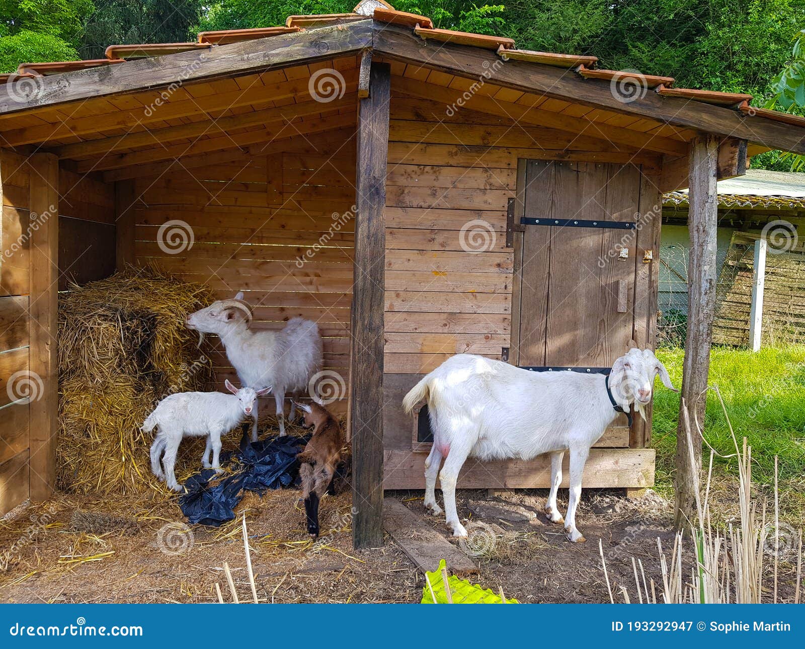 Daddy goat and friend stock image. Image of animal, grazing - 193292947