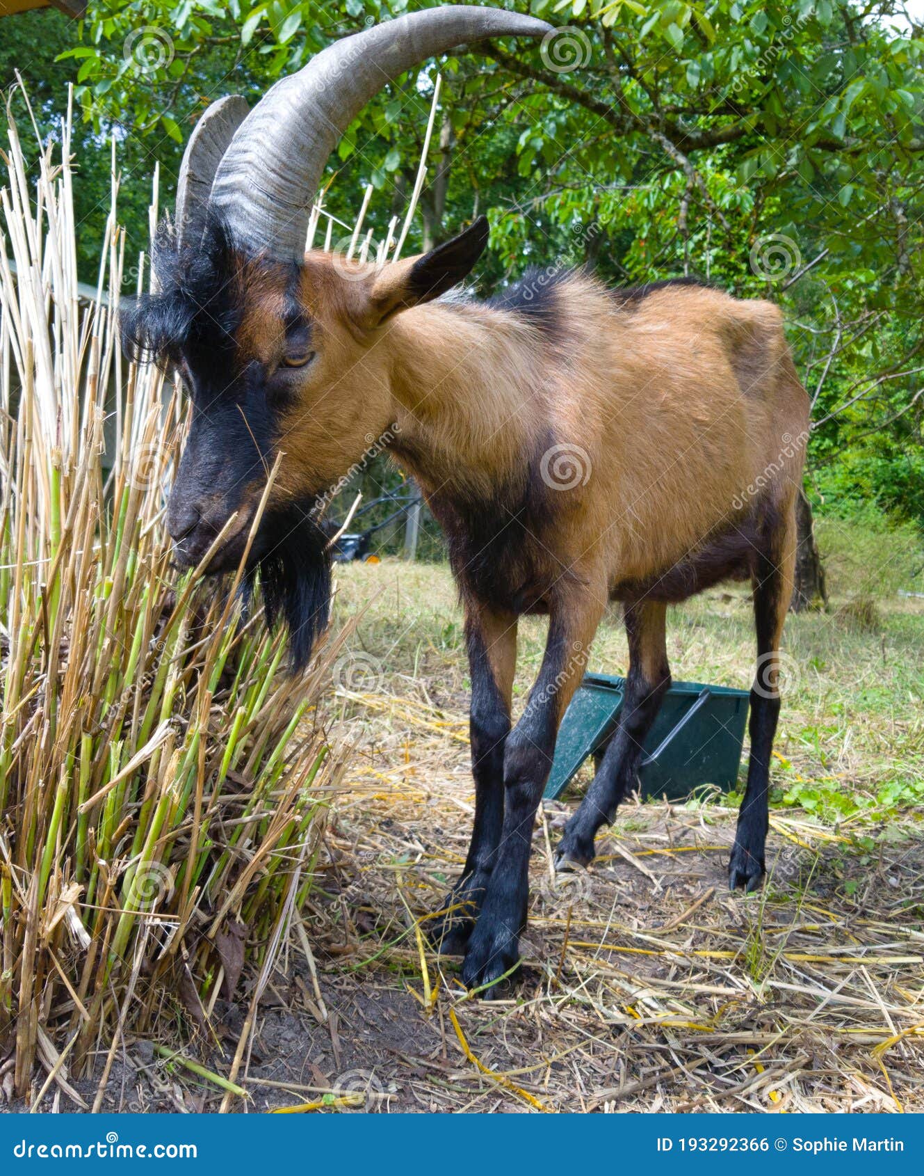 Daddy Goat Stock Photos - Free & Royalty-Free Stock Photos from Dreamstime