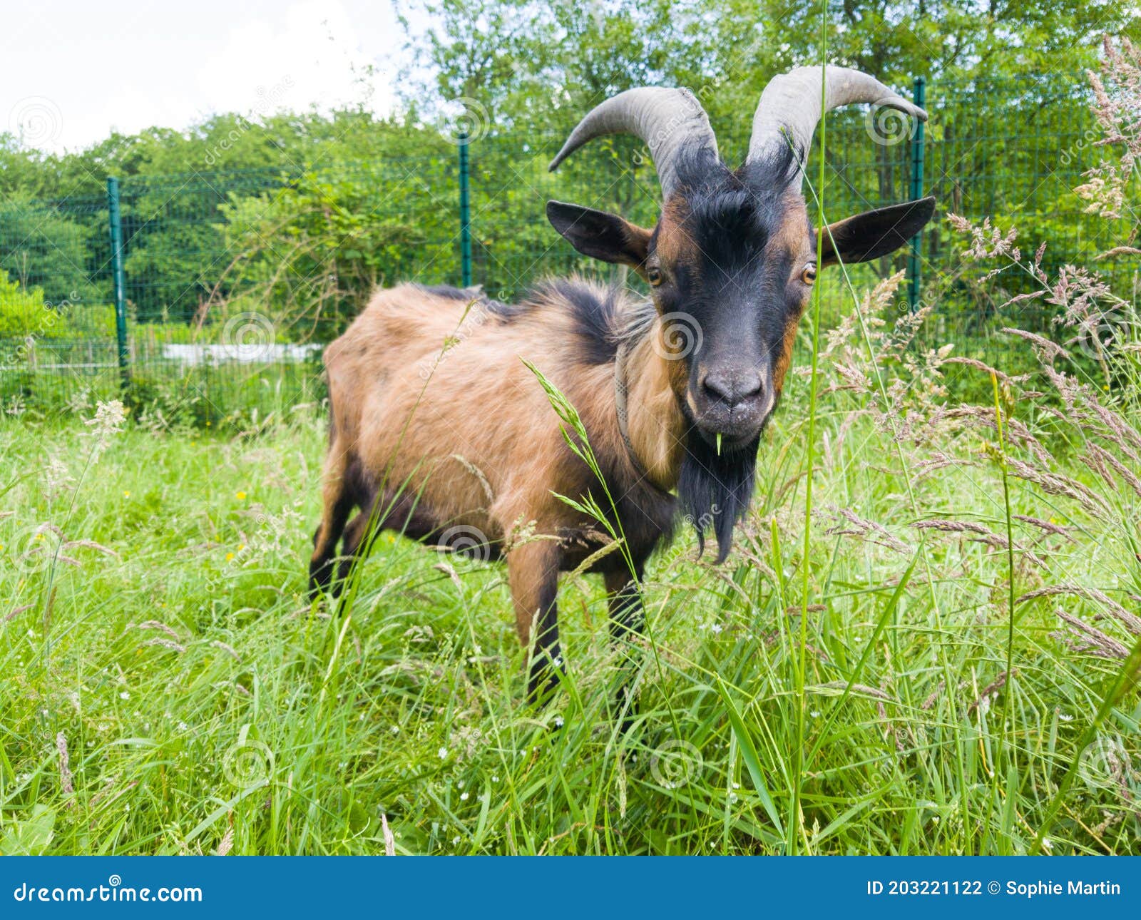 Daddy goat in pasture stock photo. Image of wildlife - 203221122