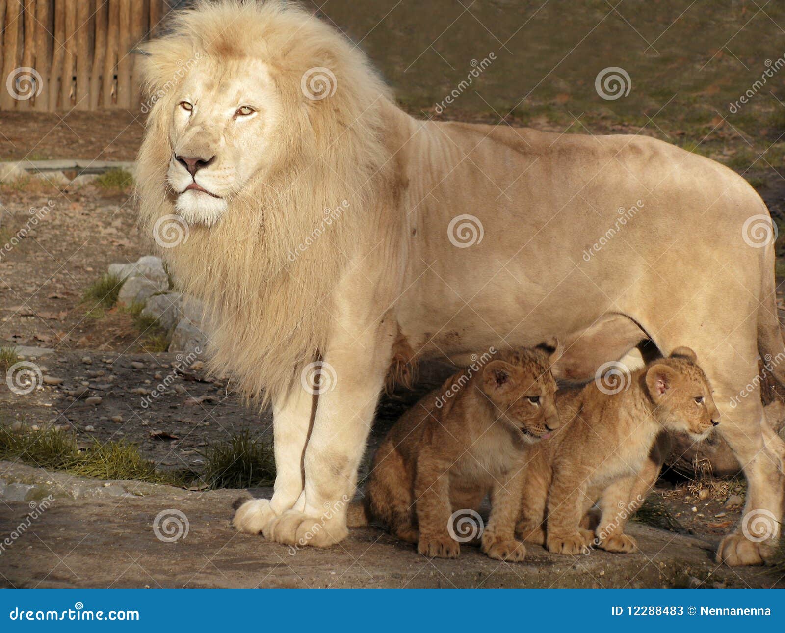 Daddy Lion and His Two Babies Stock Image - Image of large, creature ...