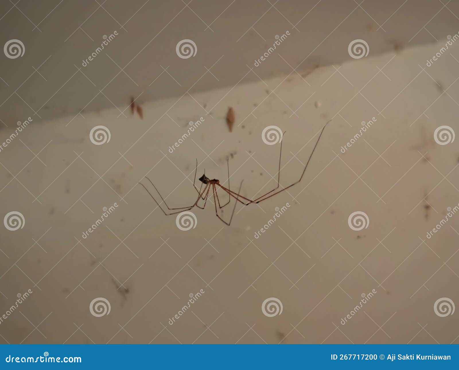 Daddy Long Leg Spider on Its Nest Stock Photo - Image of predator ...