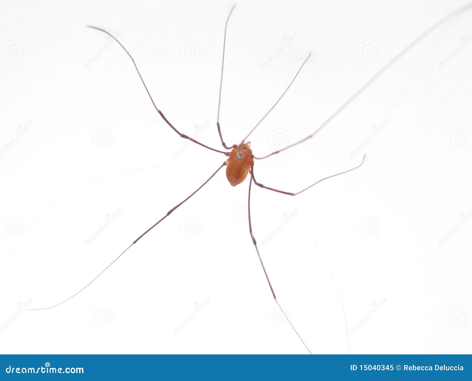 128 Scary Daddy Long Legs Spider Stock Photos - Free & Royalty-Free ...
