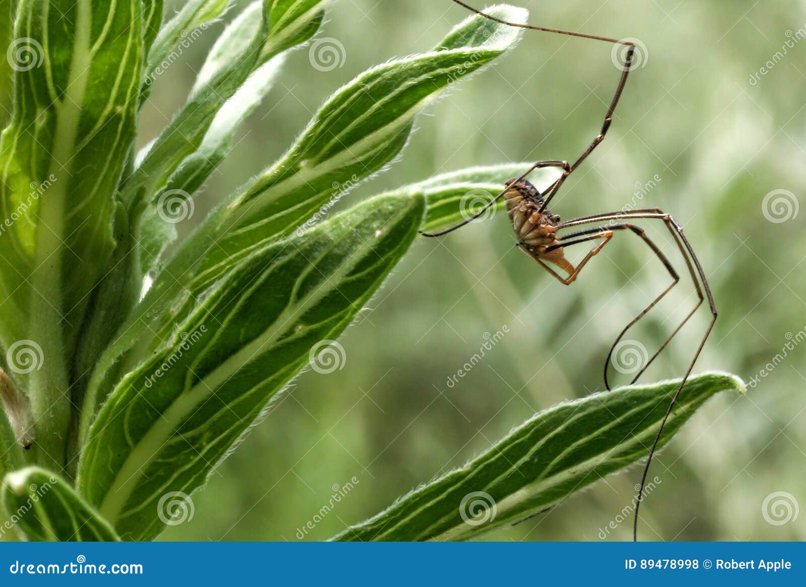 Daddy Long Legs stock photo. Image of wildlife, green - 89478998