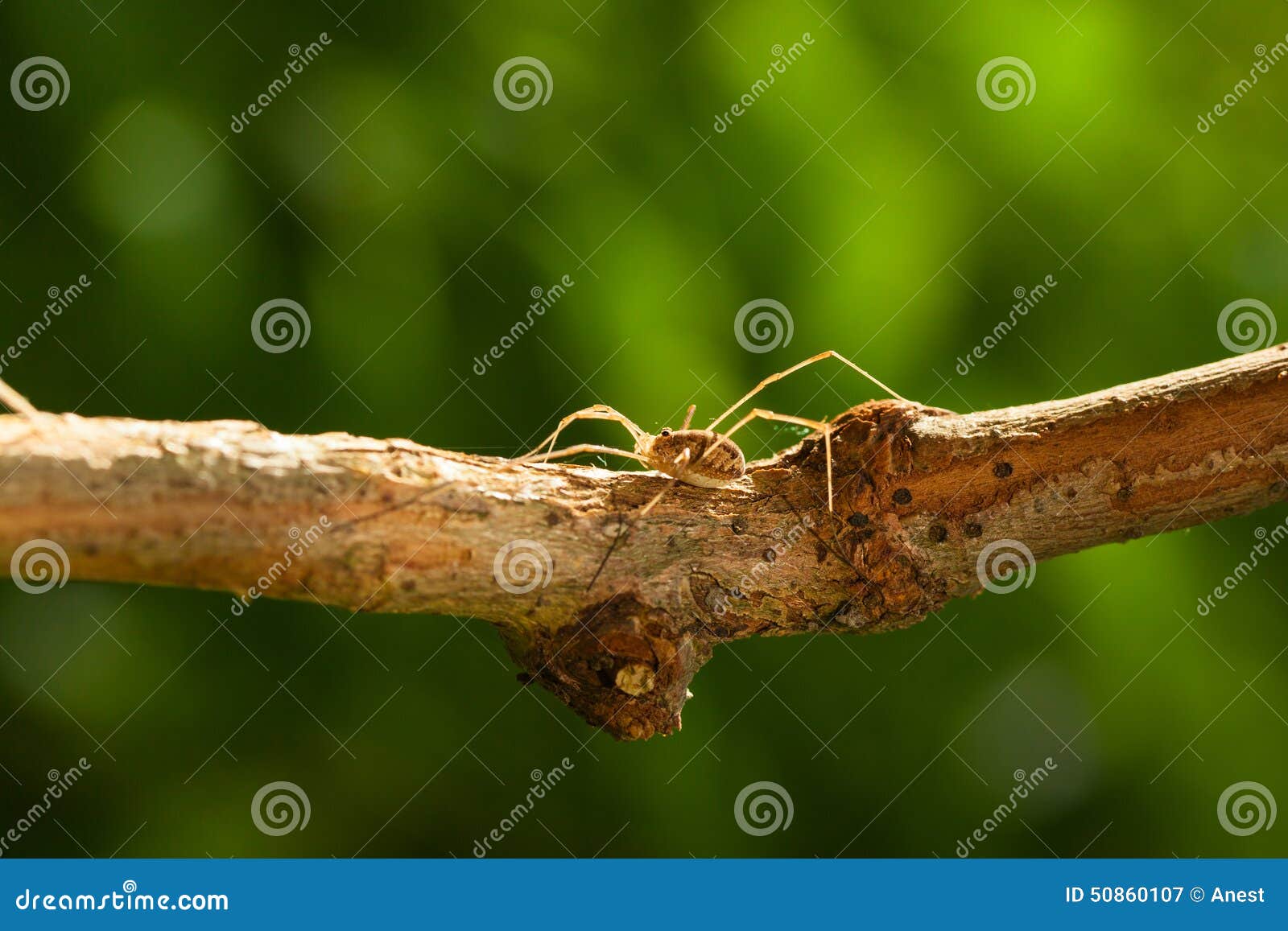 Daddy Long Legs Hidden on Tree Branch Stock Image - Image of opilio ...