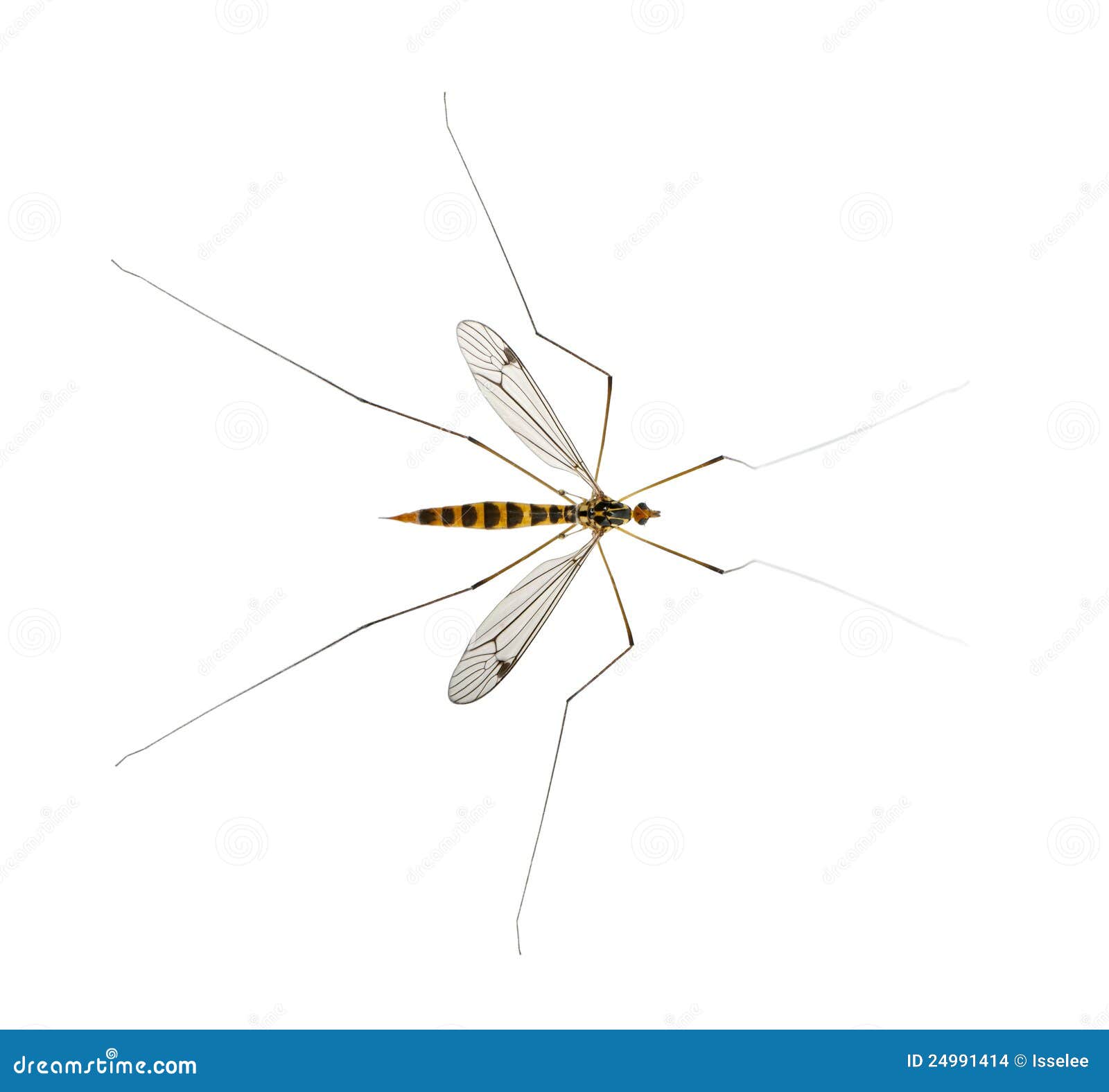 Daddy Long Legs On The Wall Insect Stock Photography | CartoonDealer ...