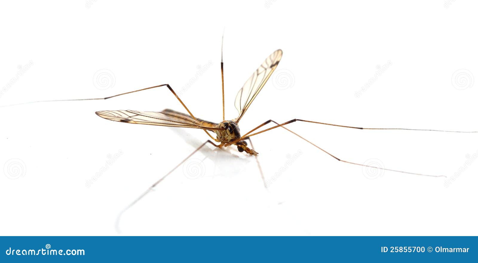 Daddy Long Legs, Mosquito, - Nephrotoma Scalaris Stock Photo - Image of ...