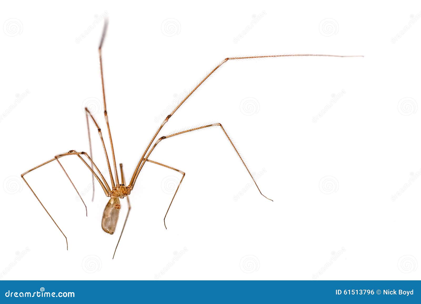 Daddy Long Legs Spider Stock Photos - Download 517 Royalty Free Photos