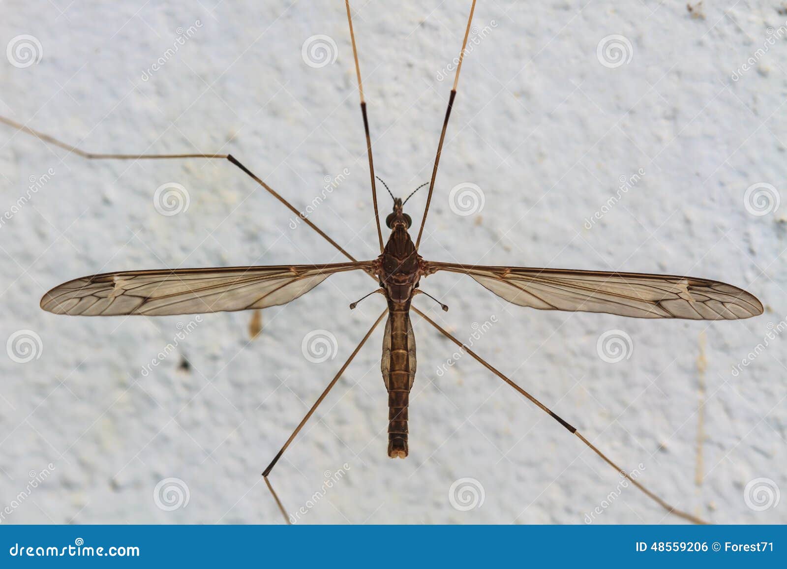 Daddy longlegs stock photo. Image of wildlife, close - 48559206