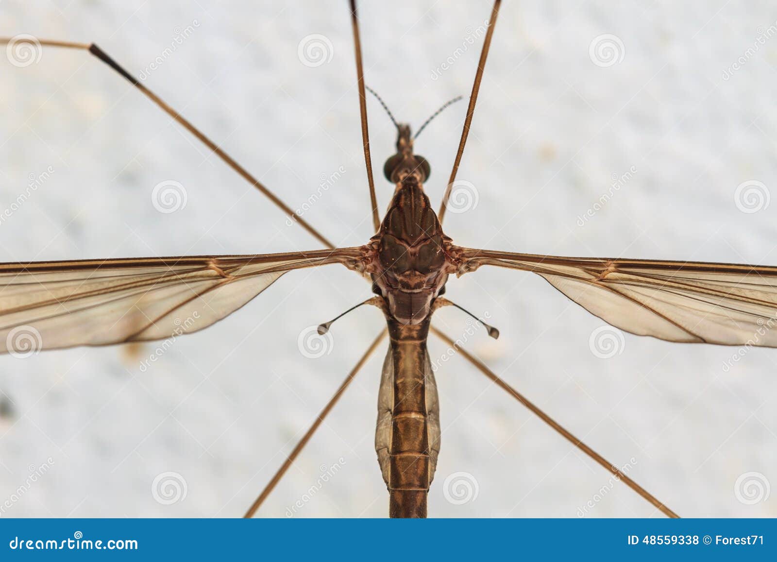 Daddy longlegs stock photo. Image of leaf, longlegs, green - 48559338