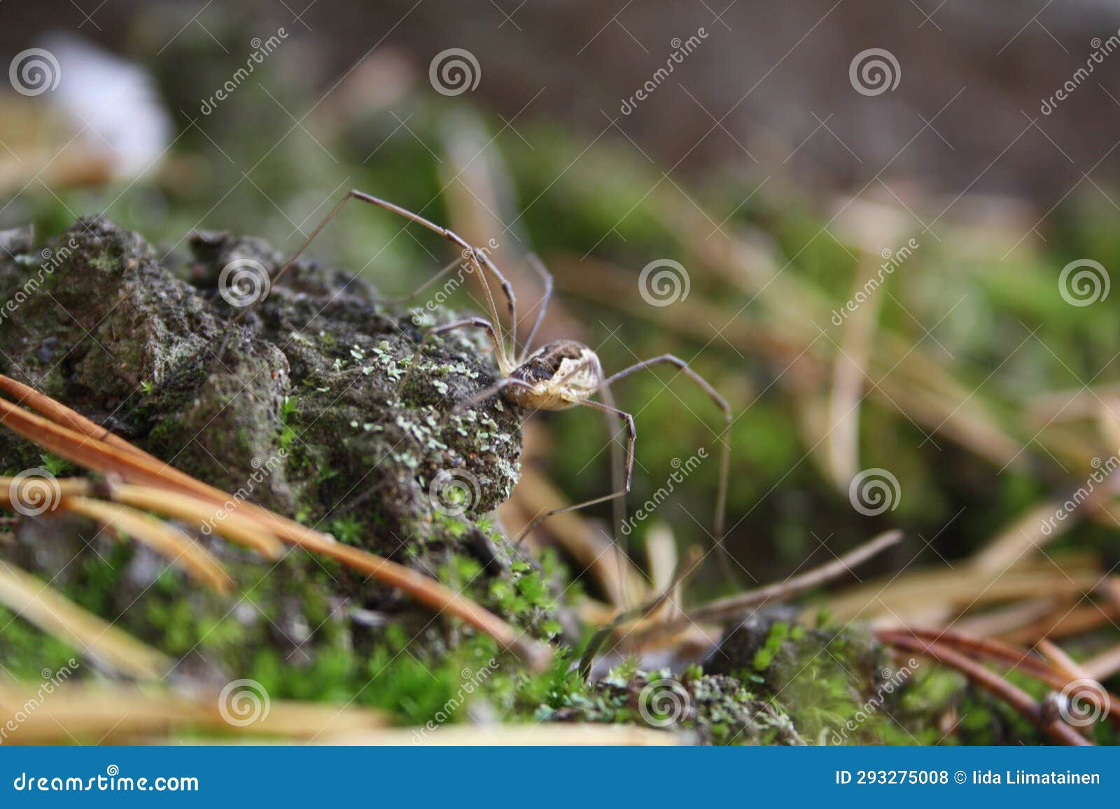 Daddy-longlegs Spider in the Forest Stock Photo - Image of extend ...