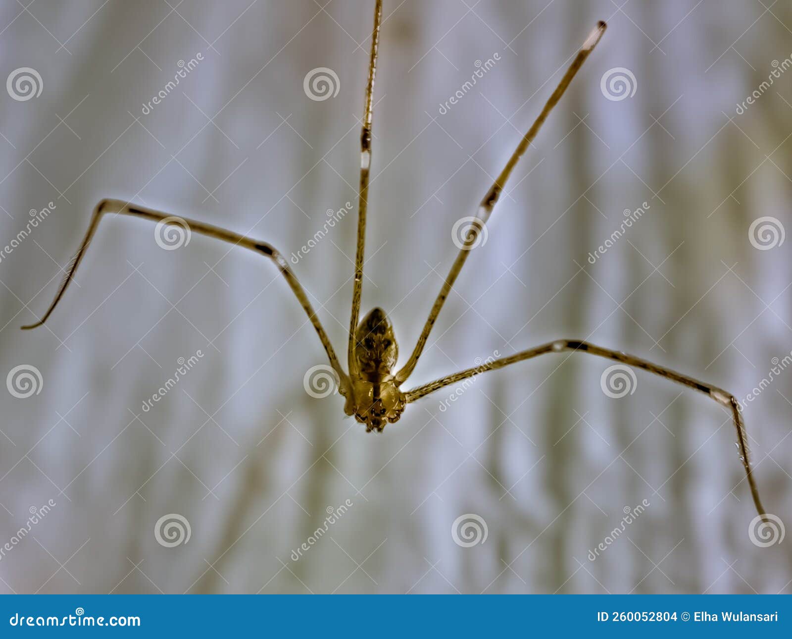 Daddy S Long-legged Spider (Pholcus Phalangioides) or Long-bodied Barn ...