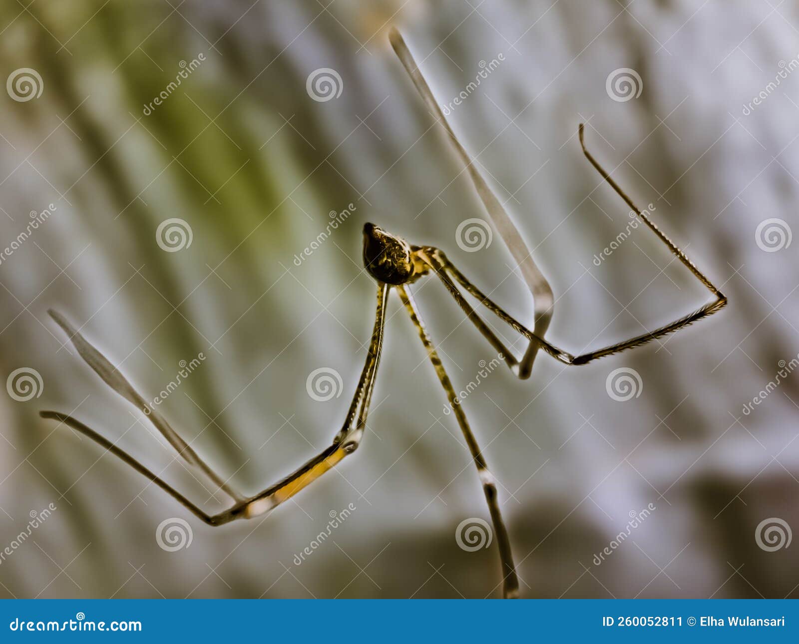 Daddy S Long-legged Spider (Pholcus Phalangioides) or Long-bodied Barn ...