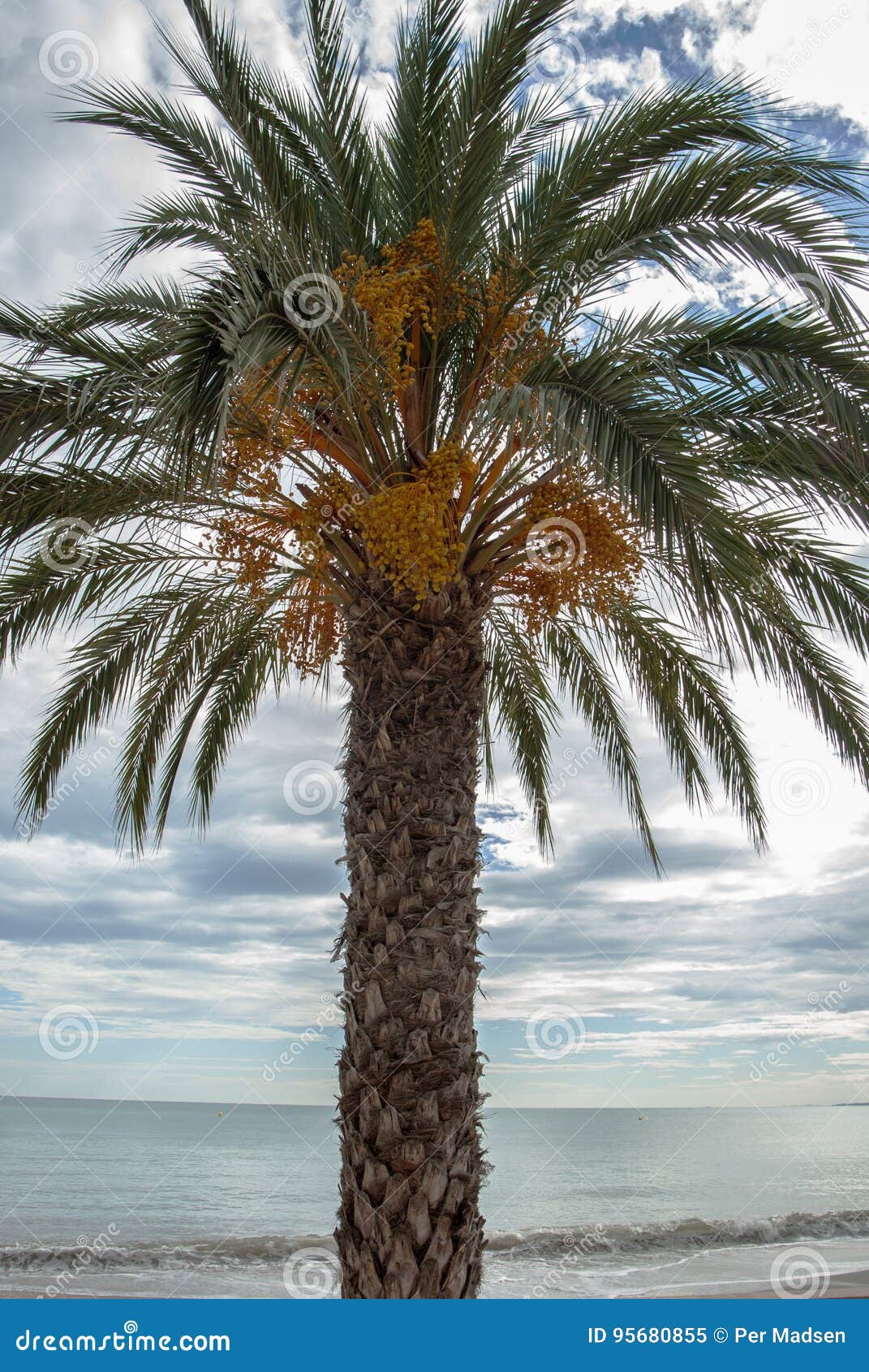 Dadel palm tree stock image. Image of ocean, summer, outdoors - 95680855