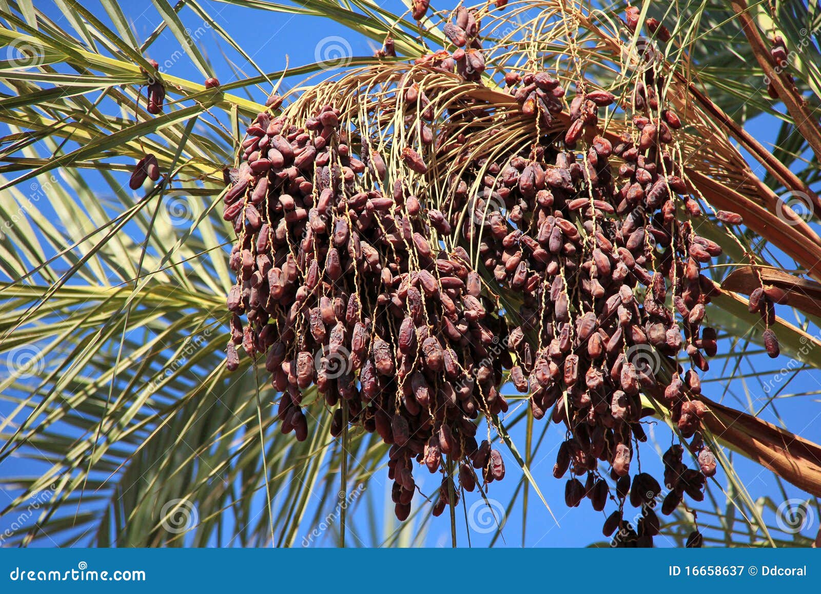 Dadelpalm stock afbeelding. Image of gebladerte, patroon - 16658637
