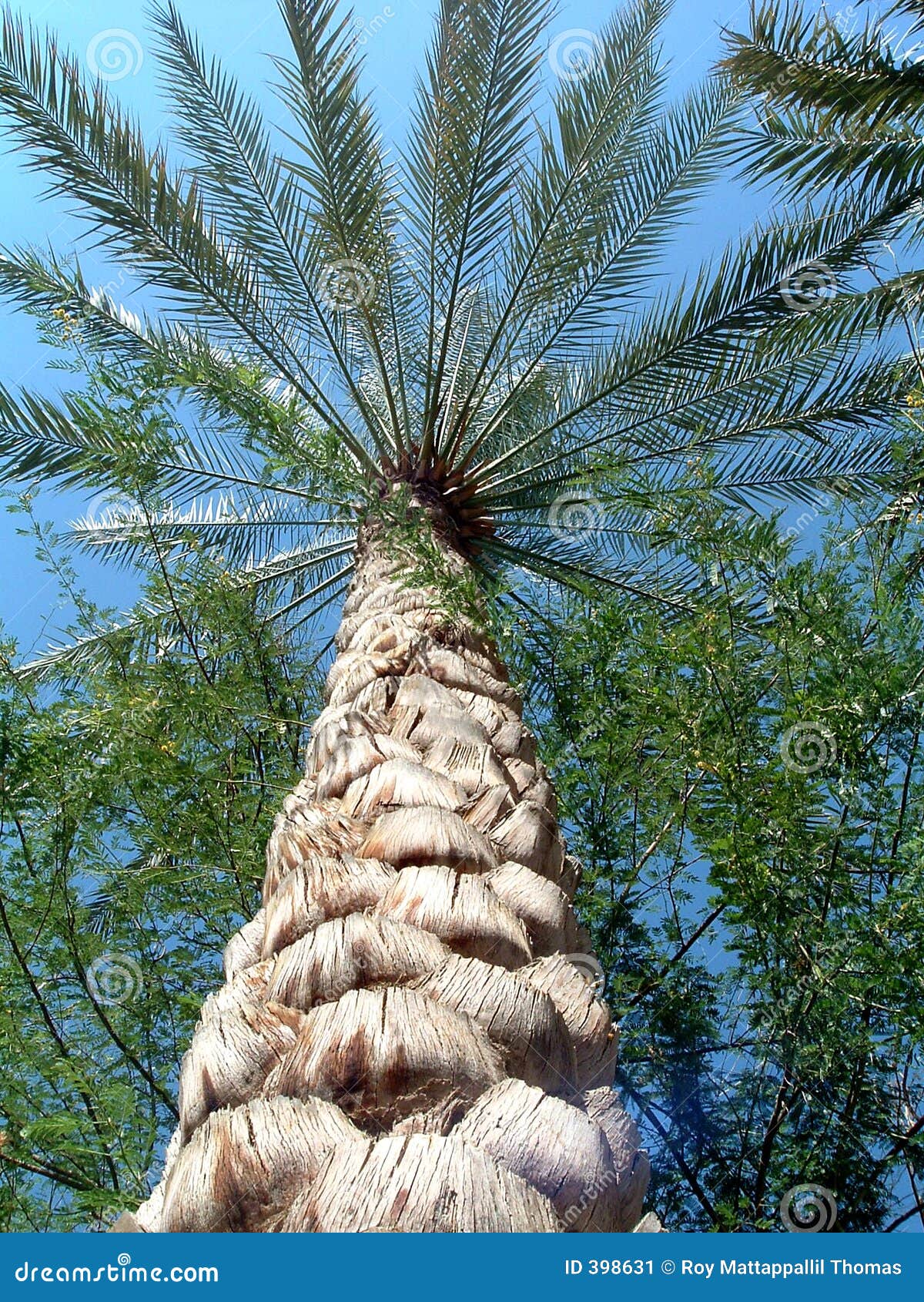 Dadelpalm stock afbeelding. Image of hoogte, datum, palm - 398631