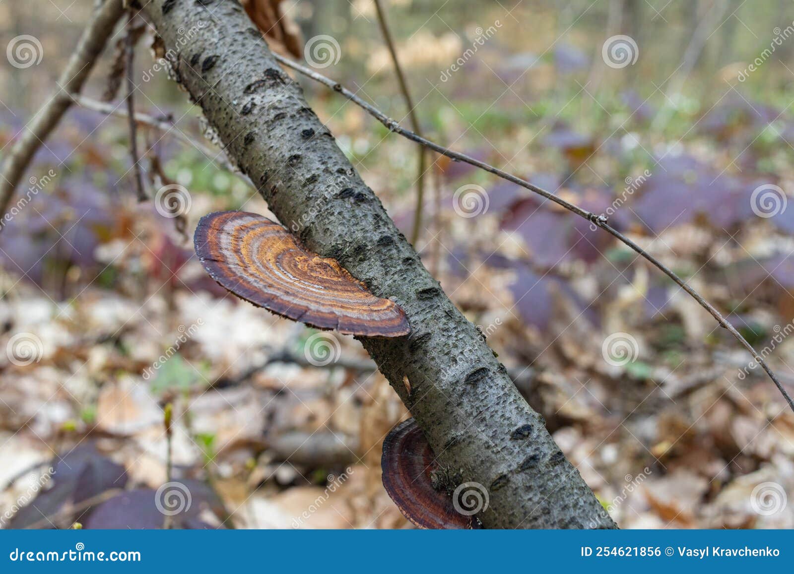 Daedaleopsis Confragosa, the Thin Walled Maze Polypore or the Blushing ...
