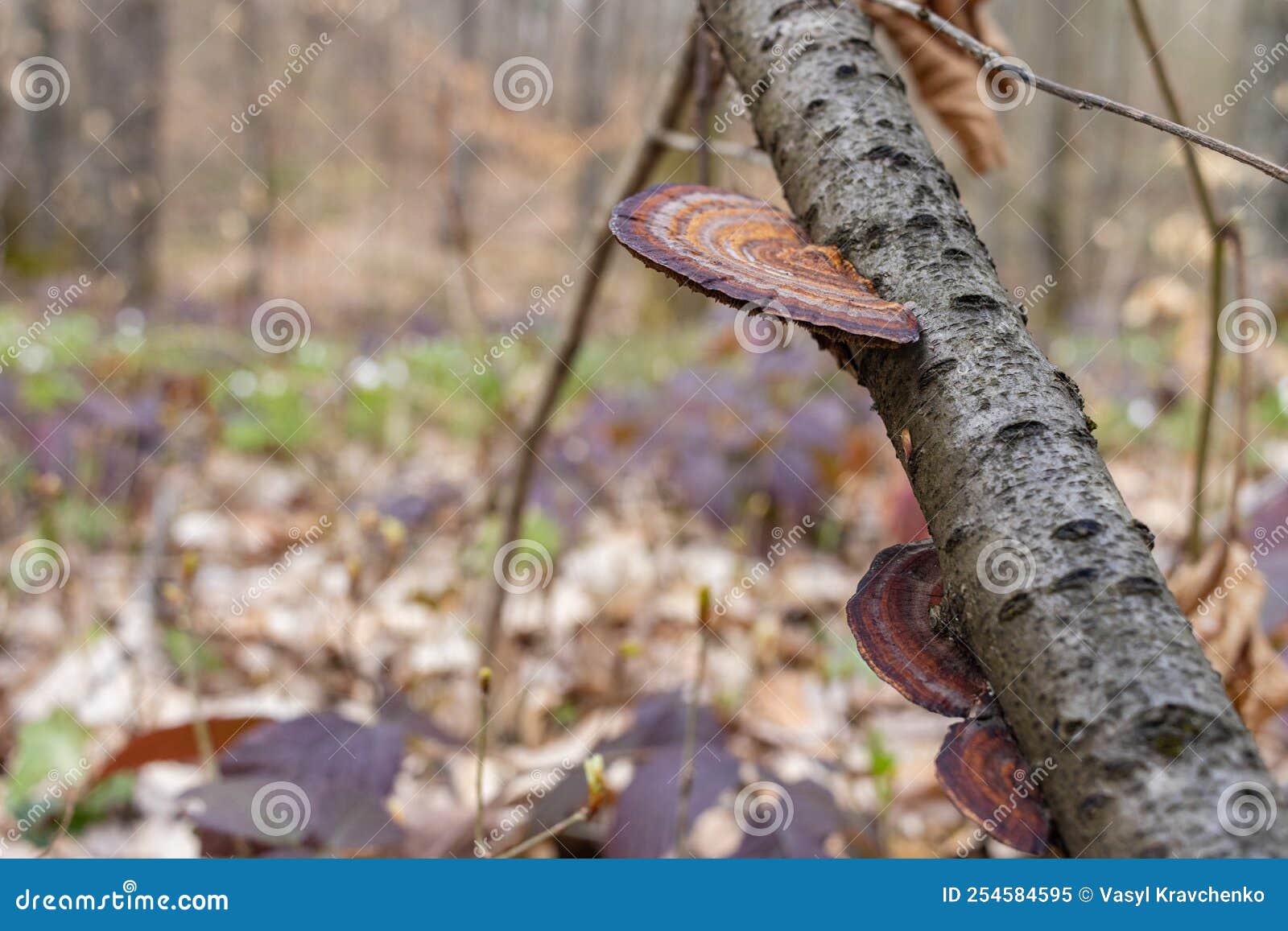 Daedaleopsis Confragosa, the Thin Walled Maze Polypore or the Blushing ...