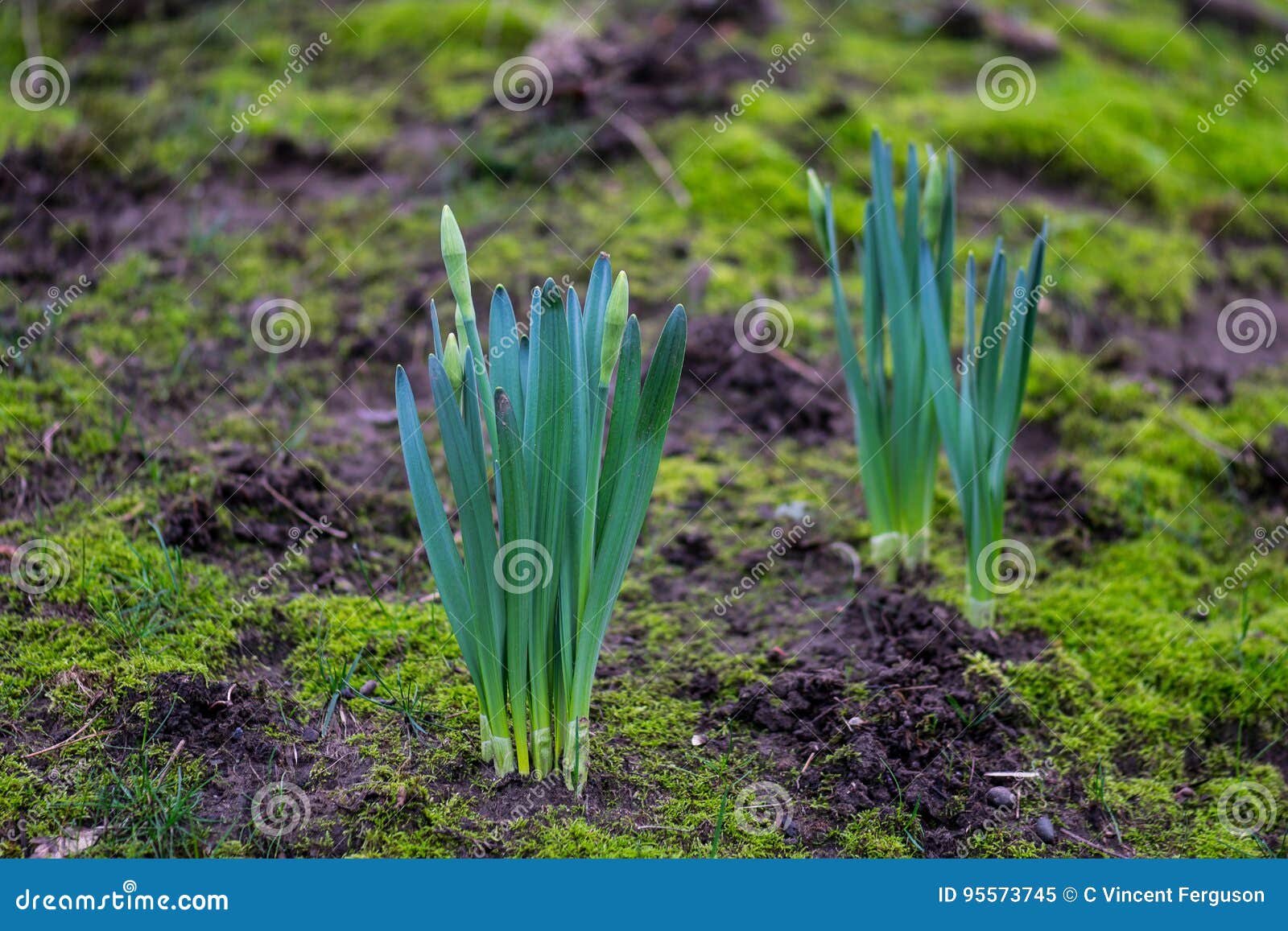 Daff Buds stock image. Image of outdoor, garden, growing - 95573745