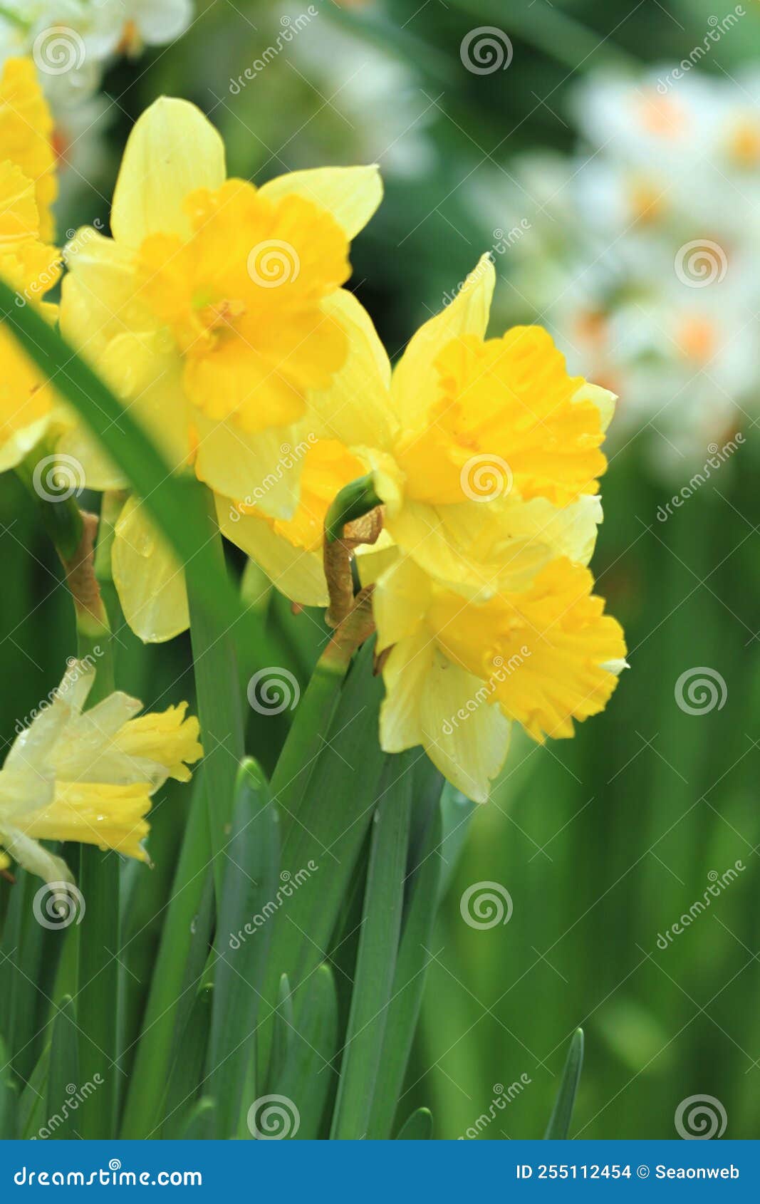 The Daffodil on a Nature Background Stock Photo - Image of seasonal ...